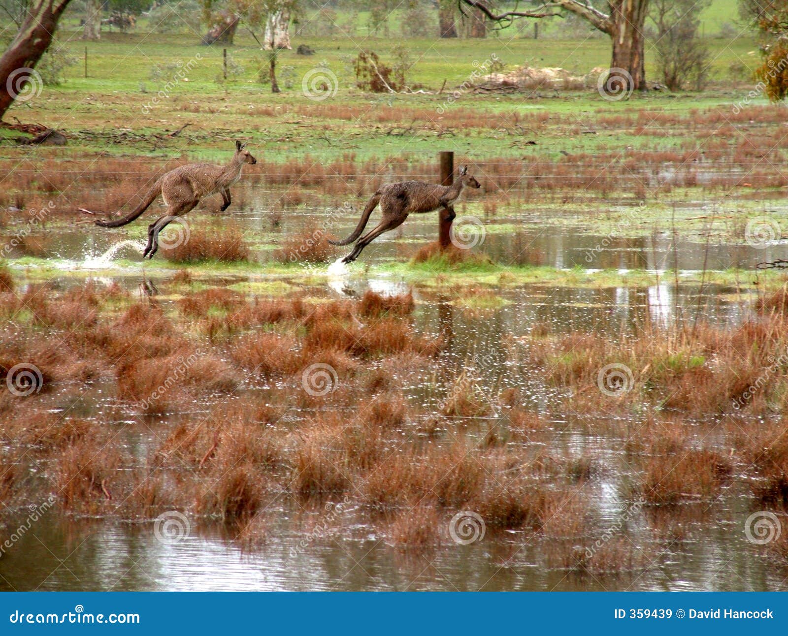 Kangaroos on the move stock image. Image of harsh, wildlife - 359439