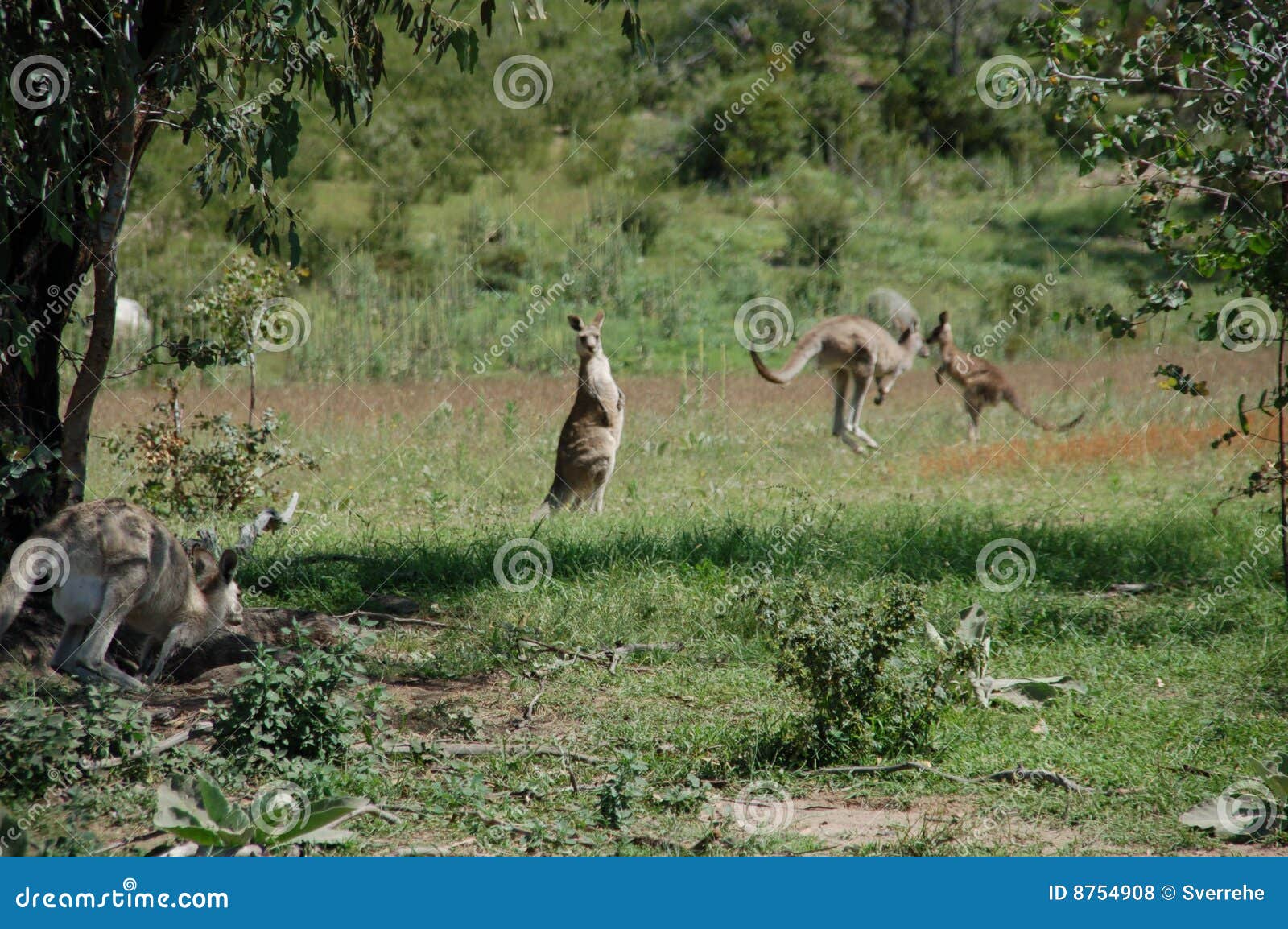 Kangaroos on the move stock photo. Image of move, nature - 8754908