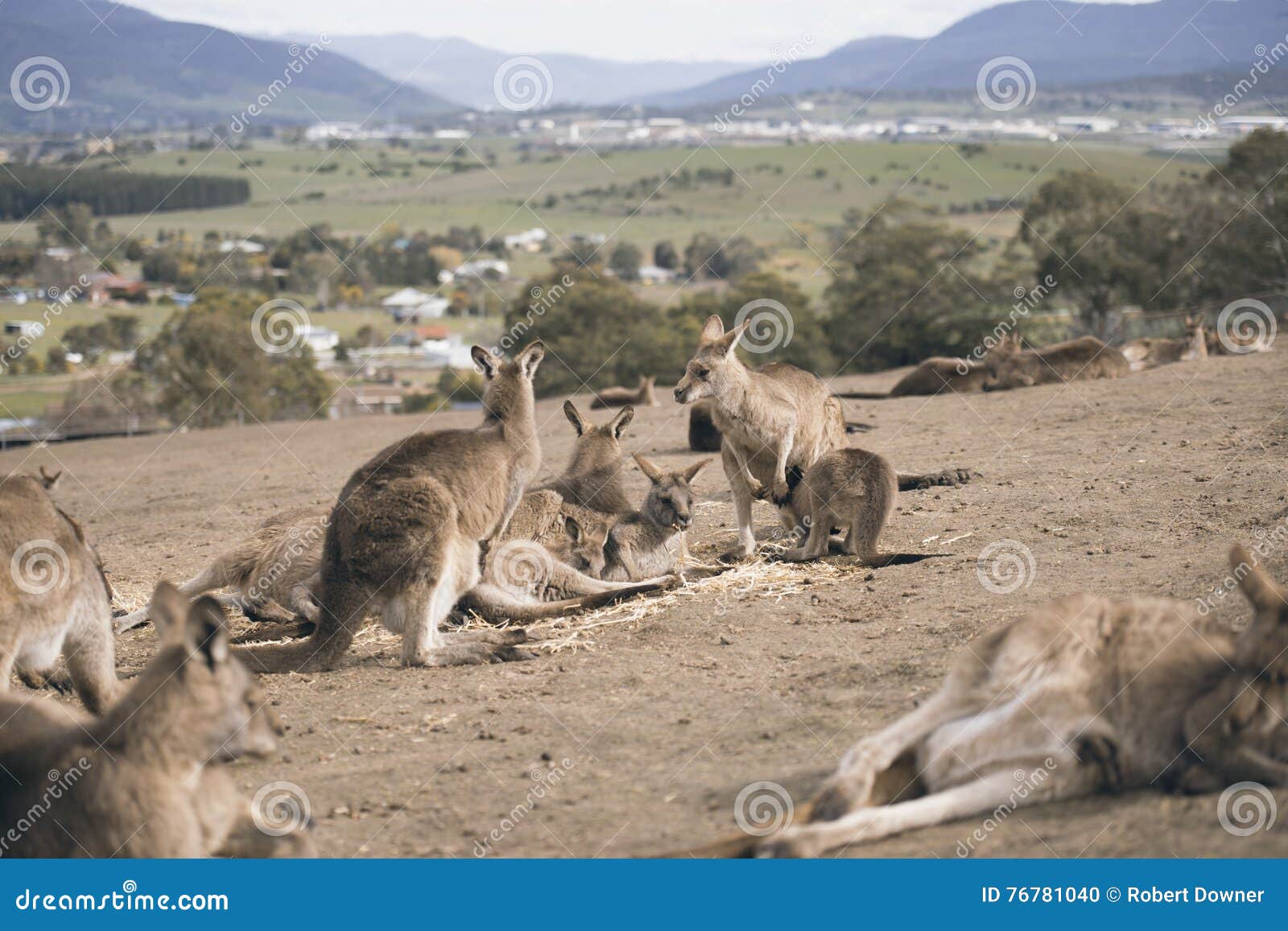 Kangaroos outside stock photo. Image of attraction, summer - 76781040