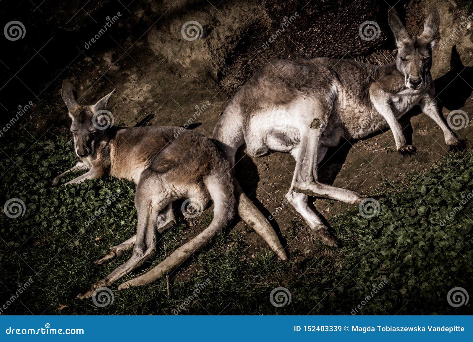 3 kangaroos stock image. Image of wildlife, mammal, wild - 152403339