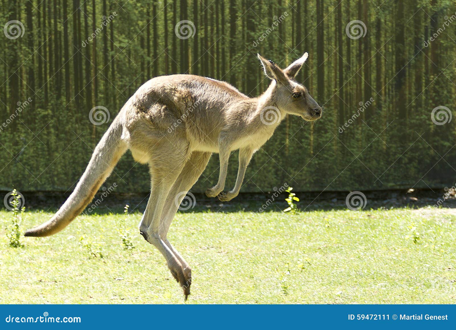 Kangaroos stock image. Image of running, movement, trees - 59472111