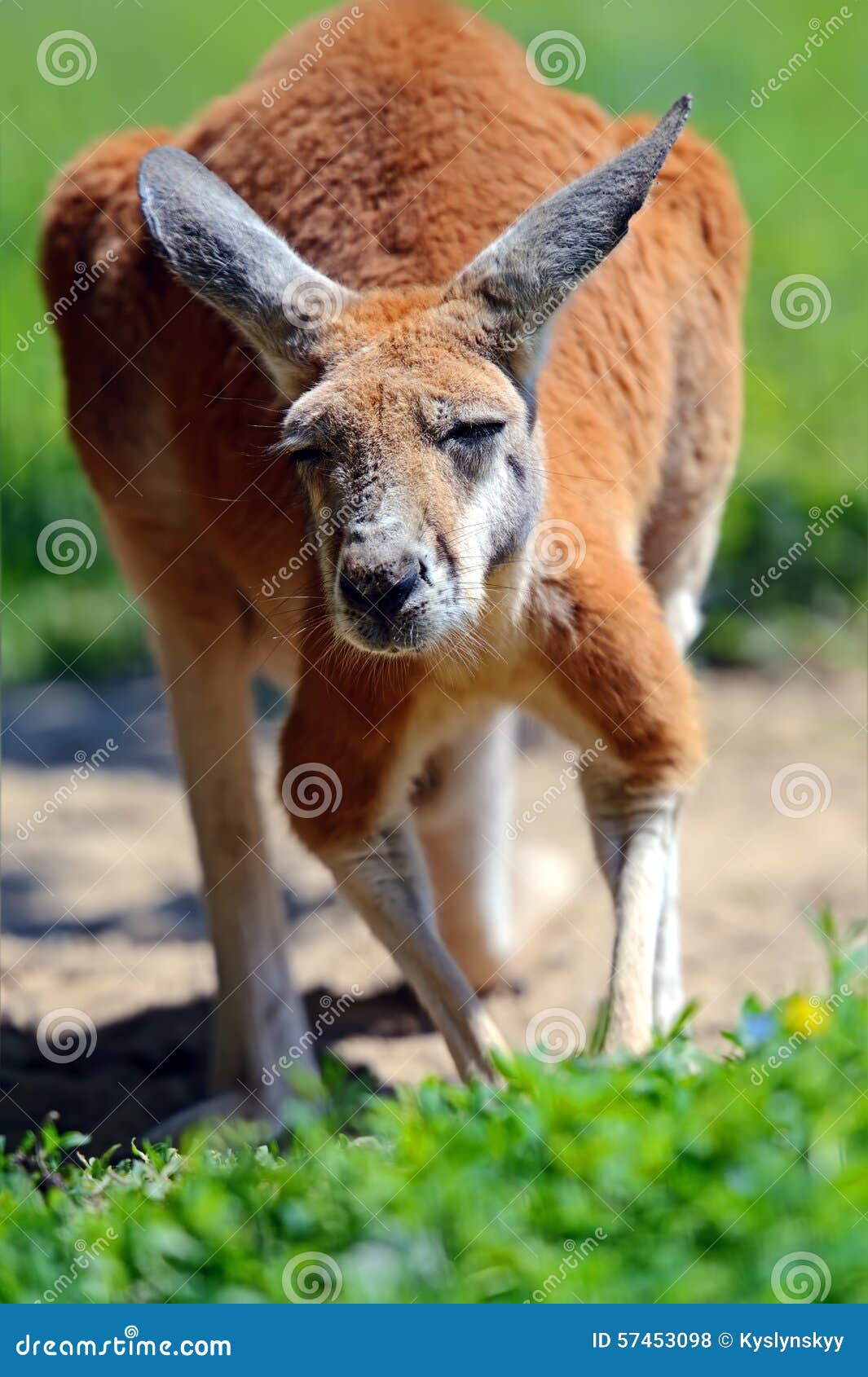 Kangaroos stock photo. Image of wild, wildlife, australia - 57453098