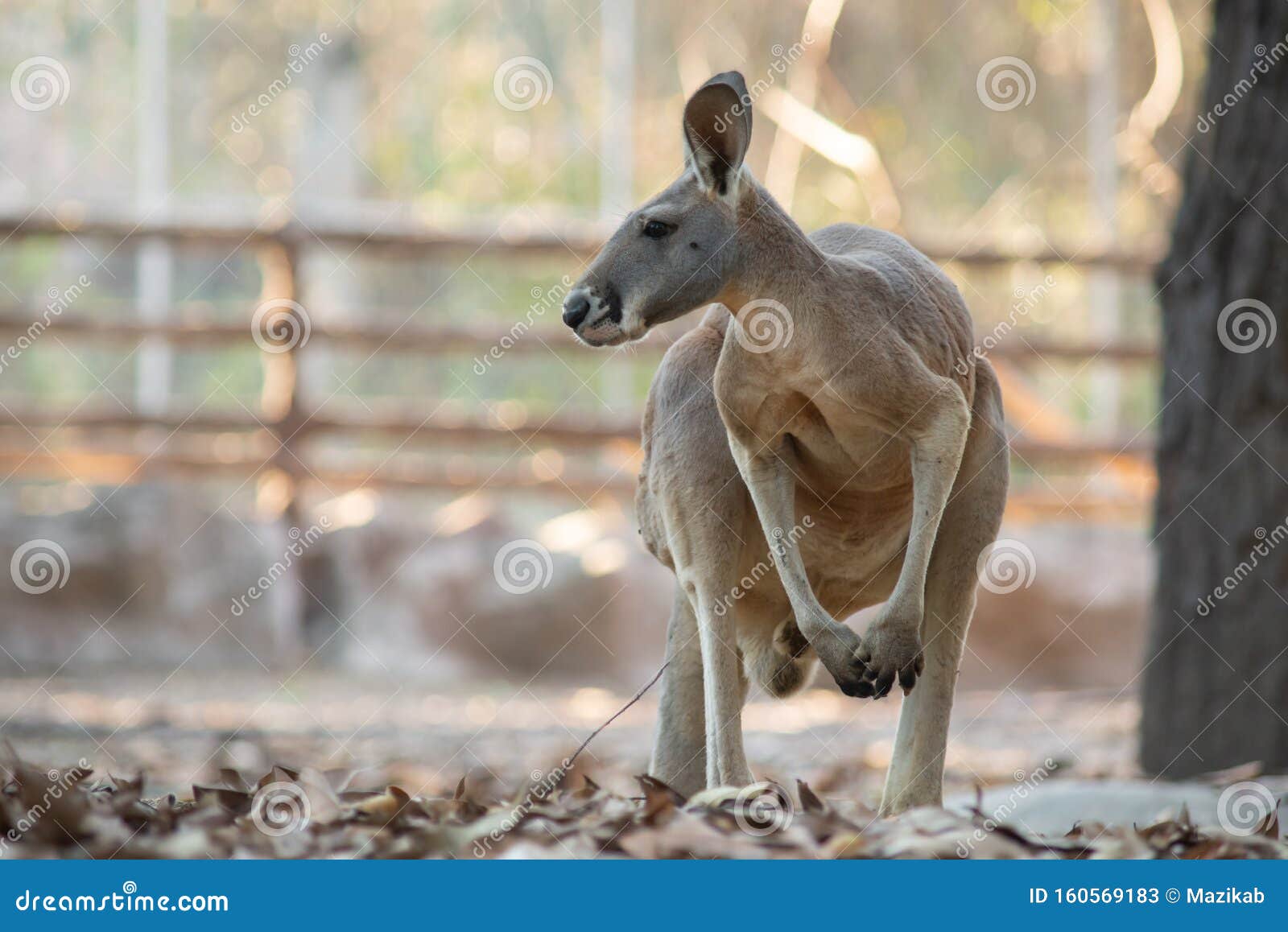 Kangaroo stock image. Image of outdoor, outback, face - 160569183