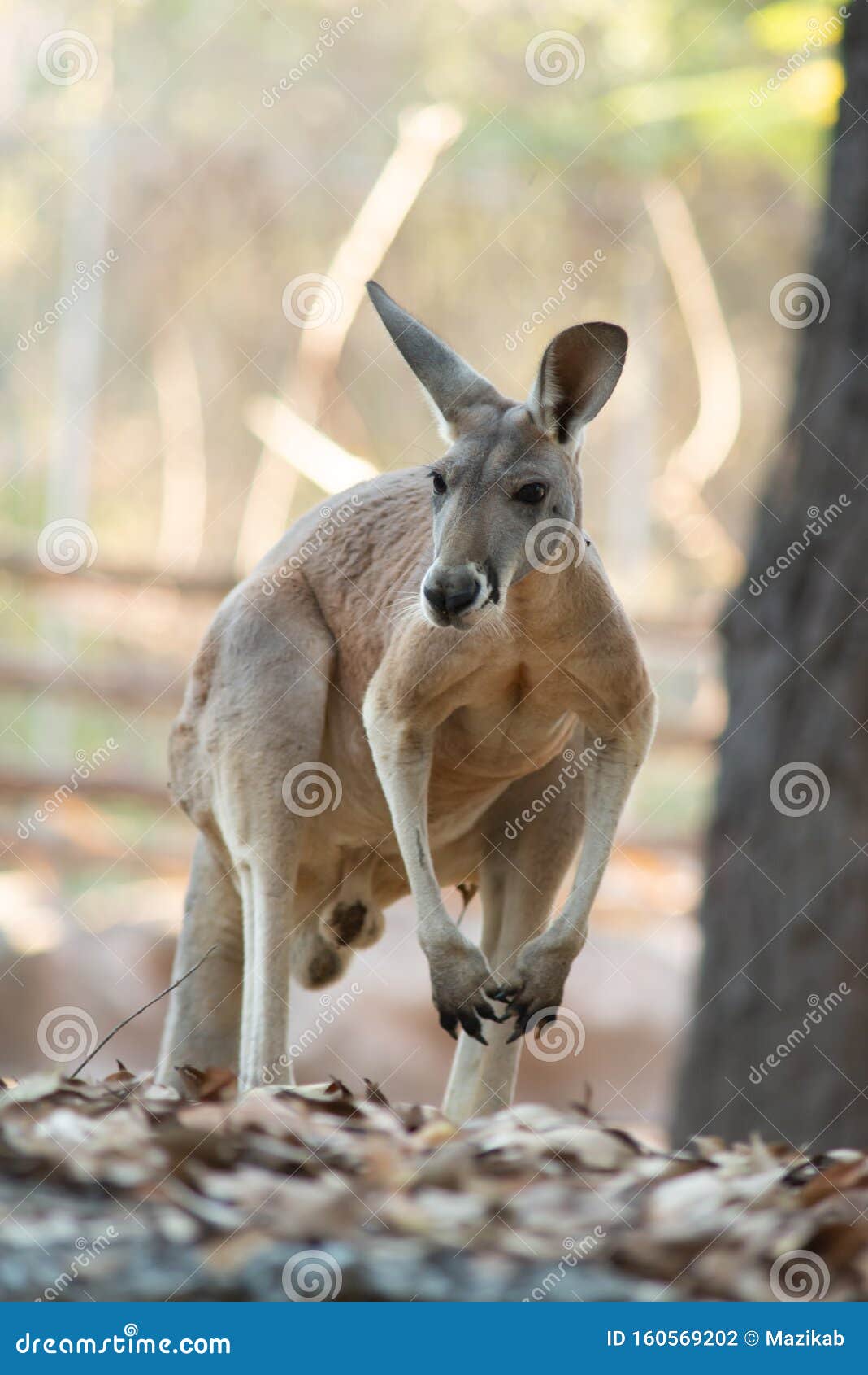 Kangaroo stock photo. Image of aussie, mammal, animal - 160569202