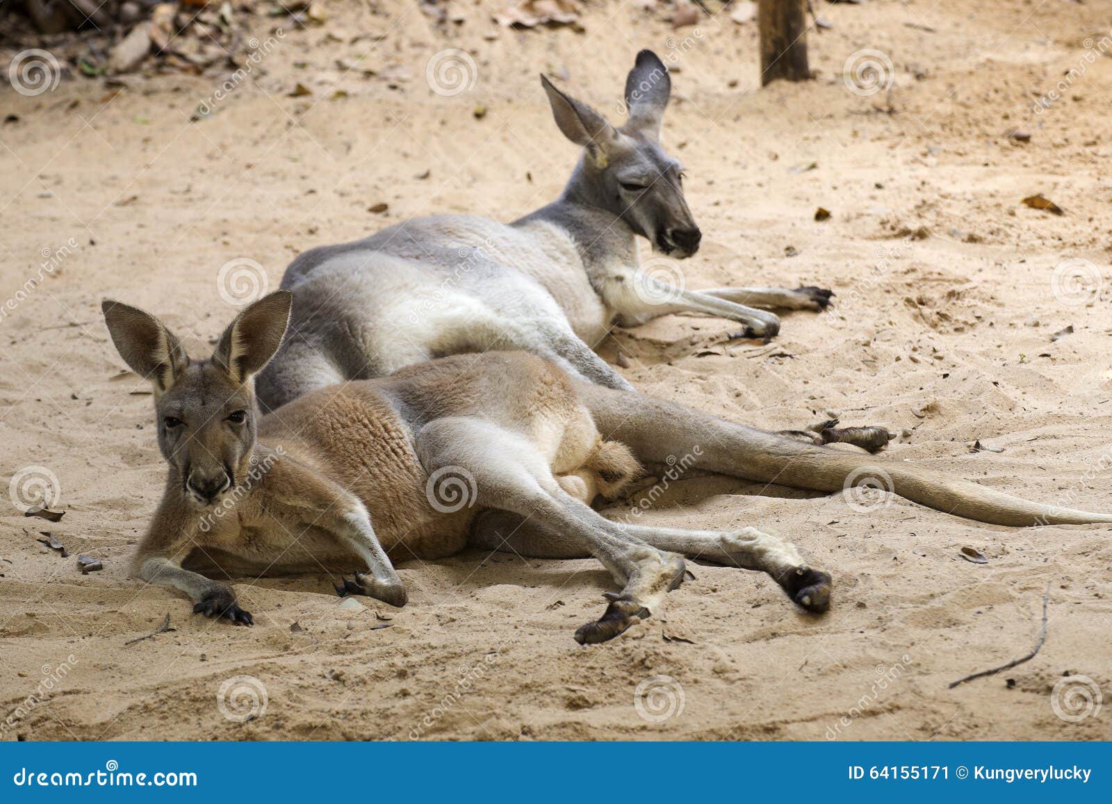 Kangaroos Relaxing on the Ground Stock Image - Image of marsupial ...
