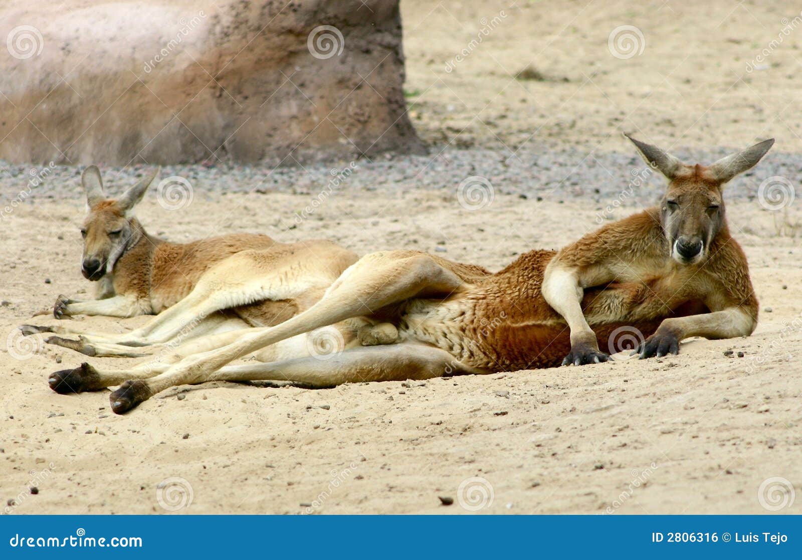 Kangaroos resting stock photo. Image of animals, macropus - 2806316