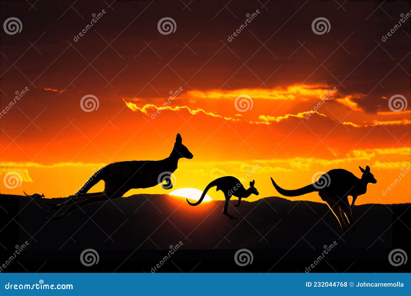 Kangaroos at sunset. stock photo. Image of wildlife - 232044768