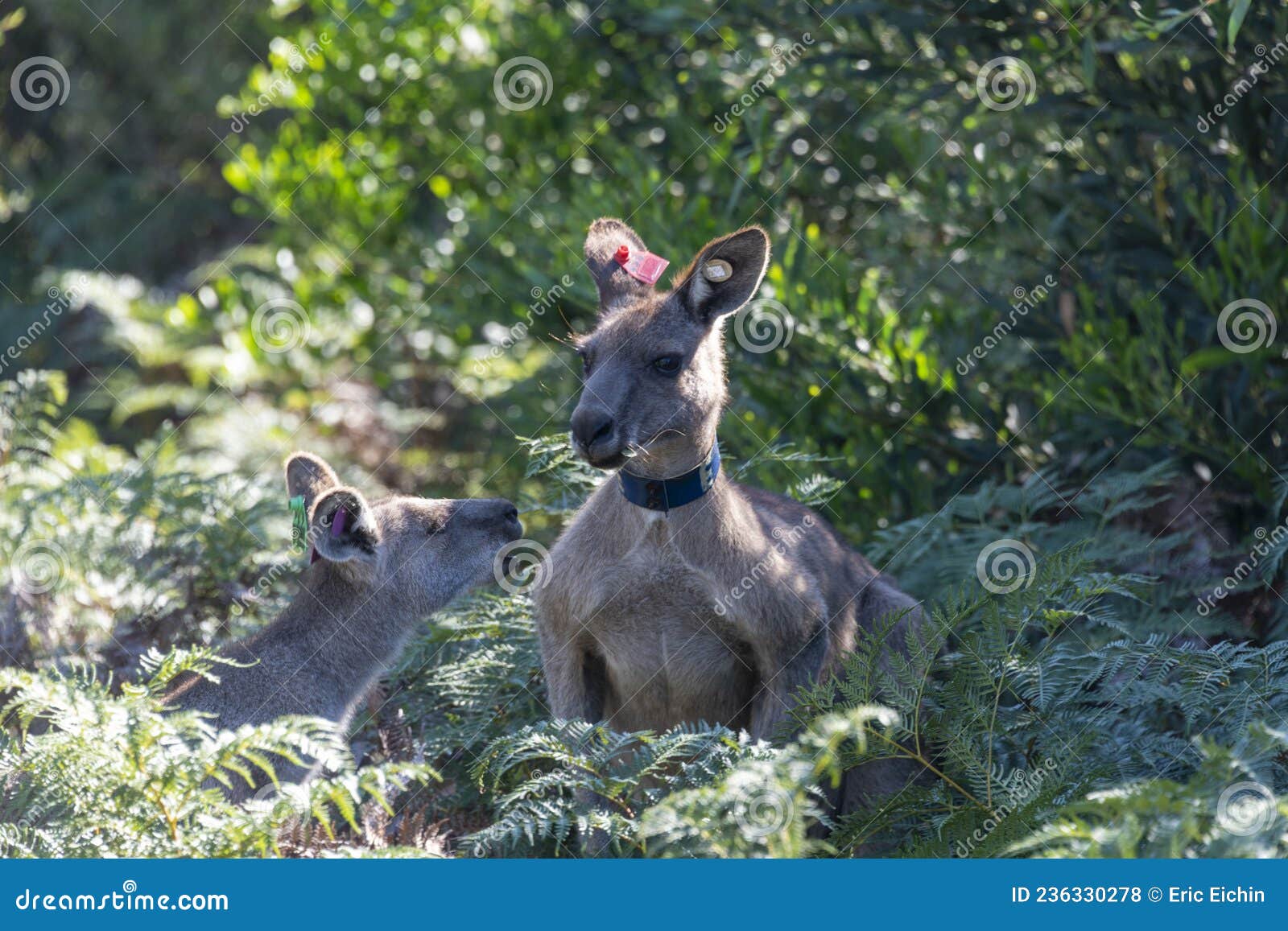 Kangaroos talking stock photo. Image of wilsons, outdoors - 236330278