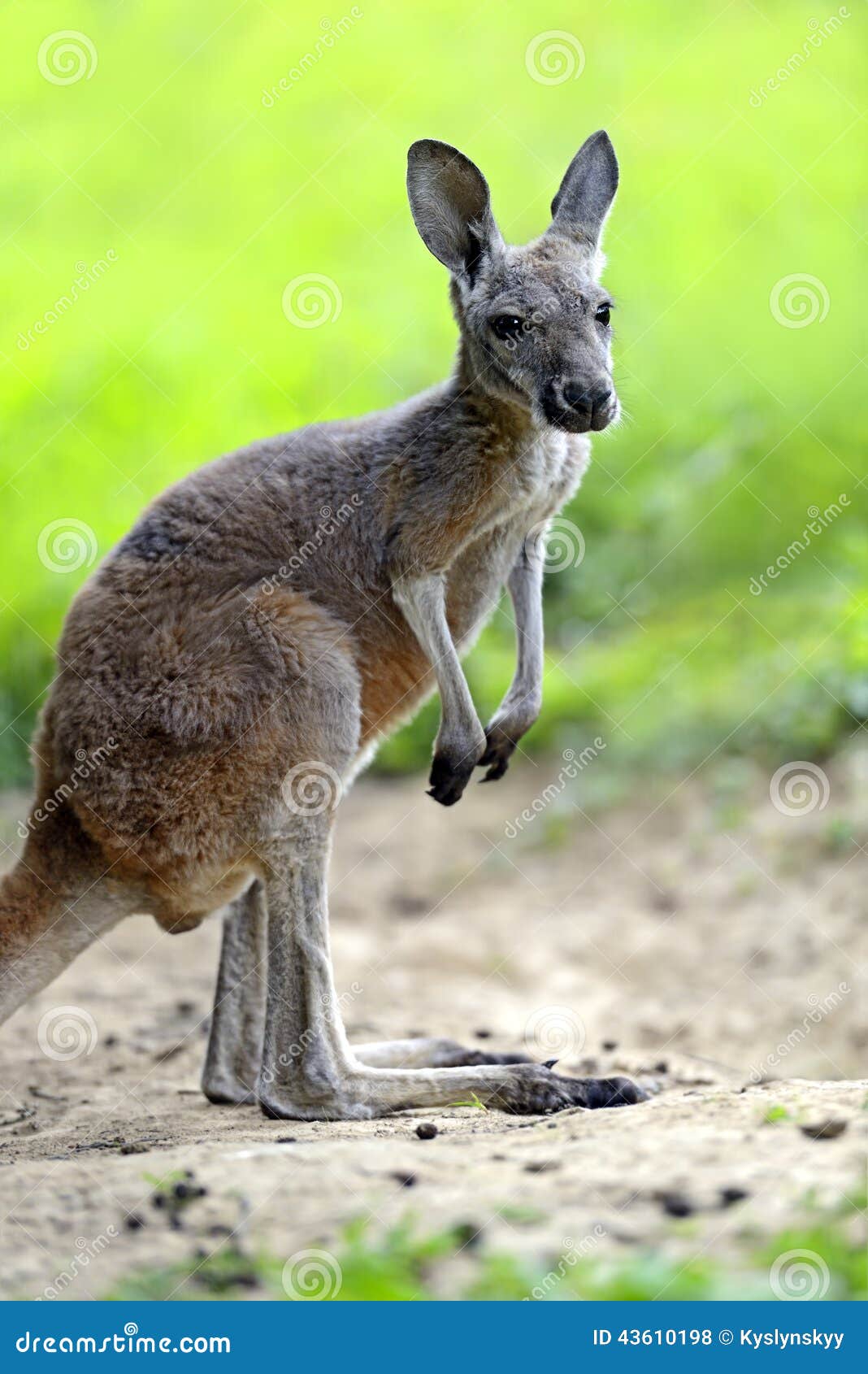 Kangaroos stock photo. Image of wildlife, habitat, planet - 43610198