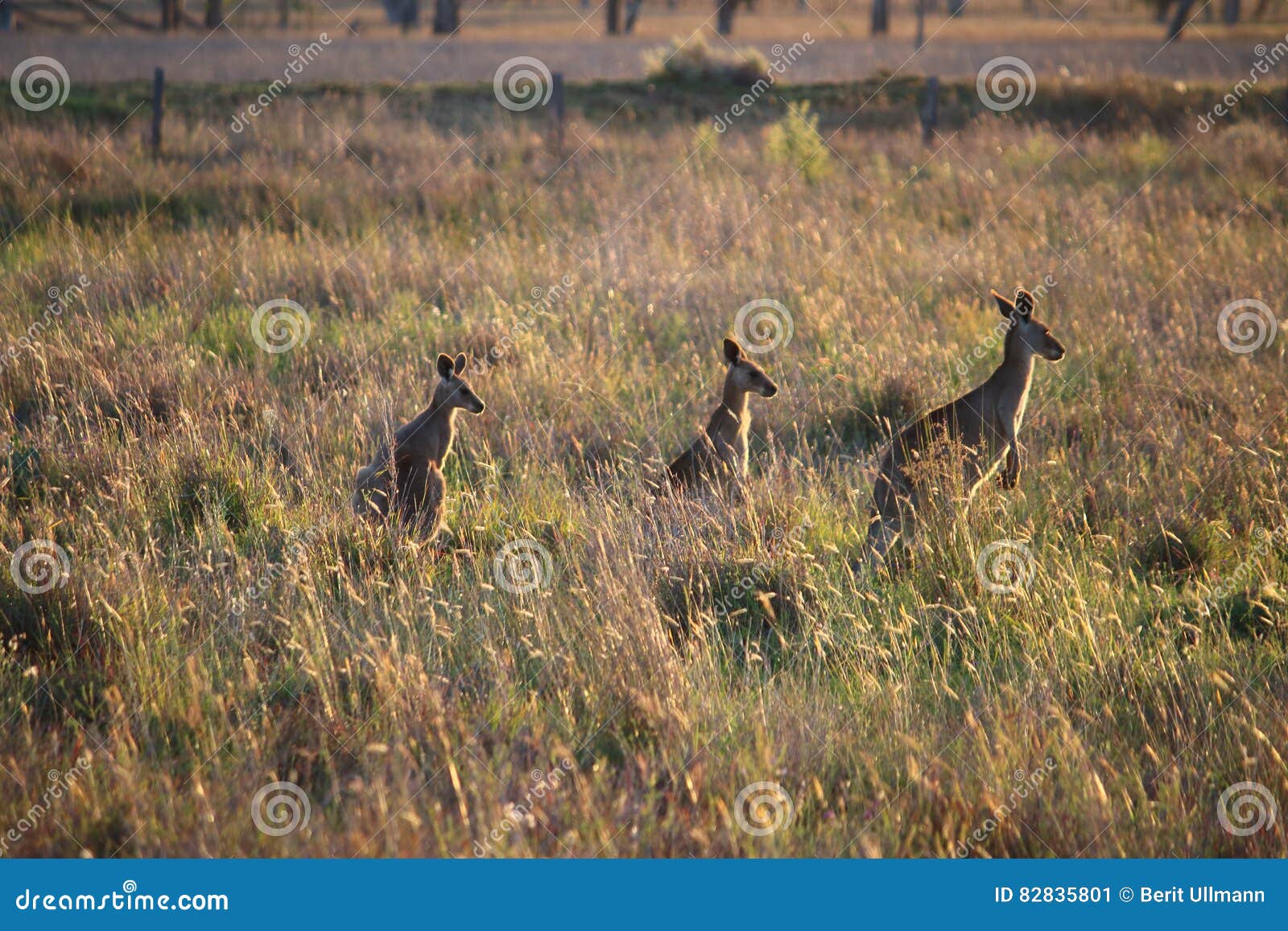 Kangaroos stock image. Image of grassland, wildlife, pasture - 82835801