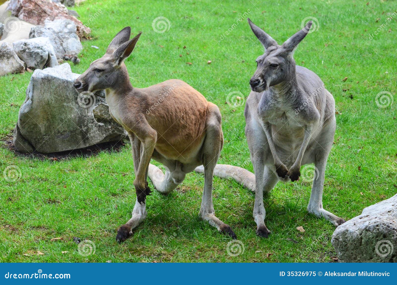 Kangaroos stock image. Image of outback, joey, grey, claw - 35326975