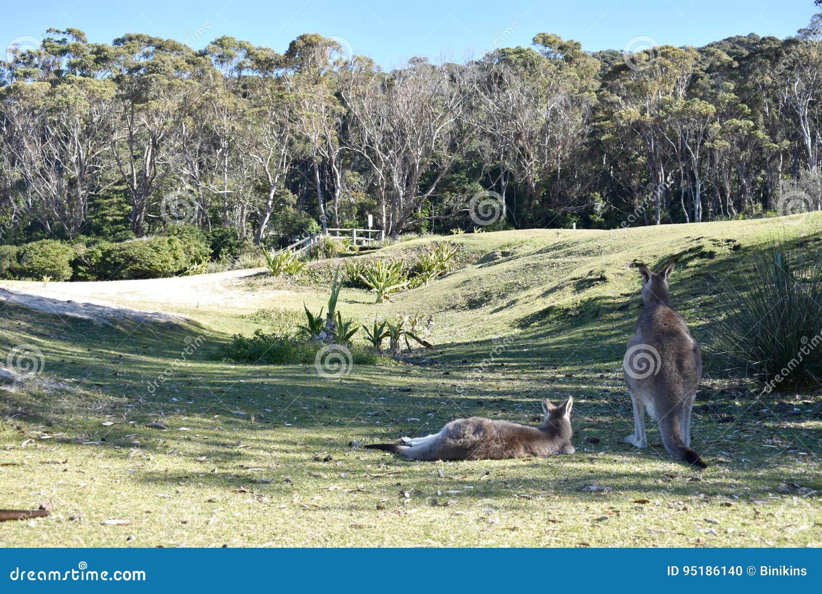 Kangaroos stock photo. Image of australia, grass, ears - 95186140