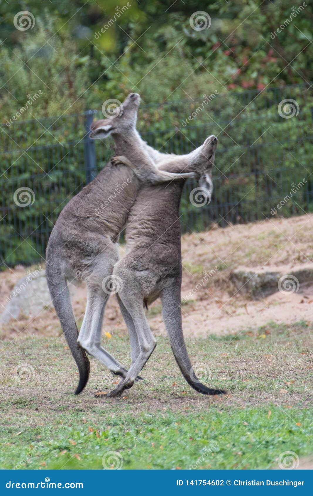 Kangaroos in a zoo stock photo. Image of aussie, joey - 141754602