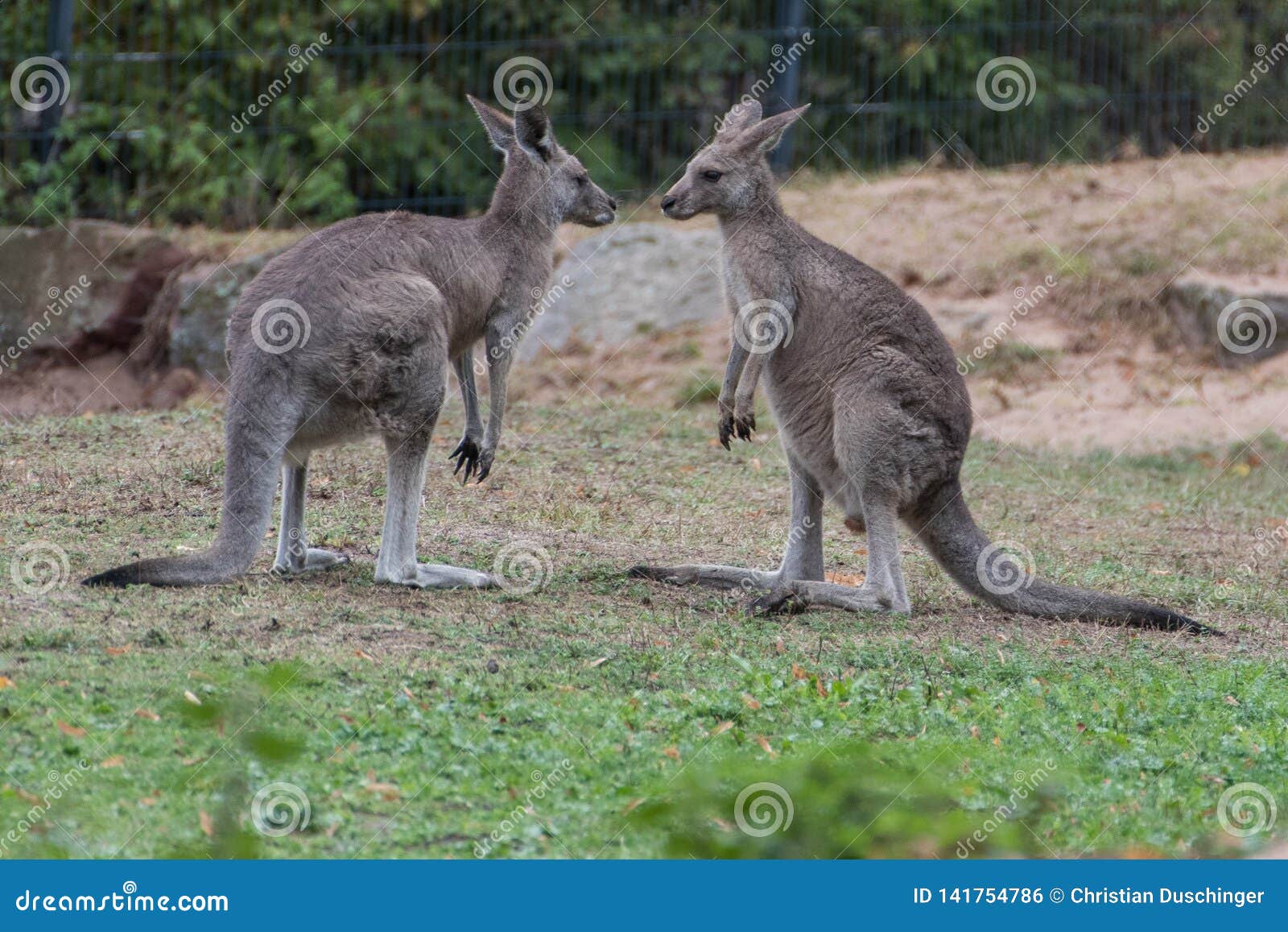Kangaroos in a zoo stock photo. Image of kangaroos, animal - 141754786