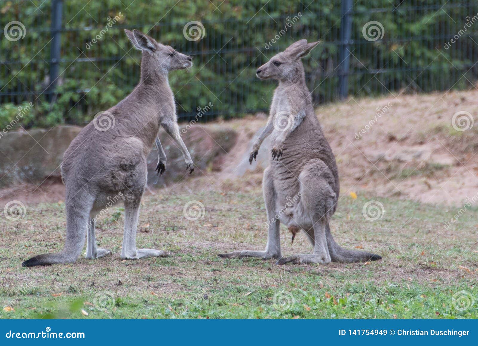 Kangaroos in a zoo stock image. Image of australia, island - 141754949