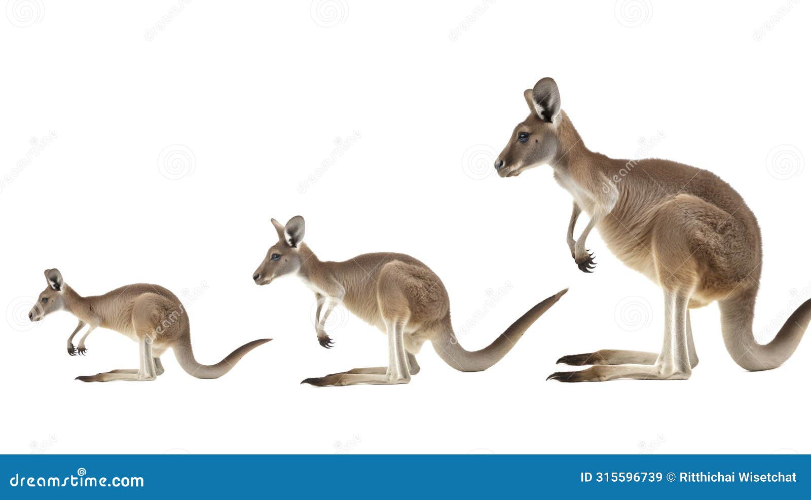 Kangaroos in Various Poses, Isolated on White Background, Sequential ...