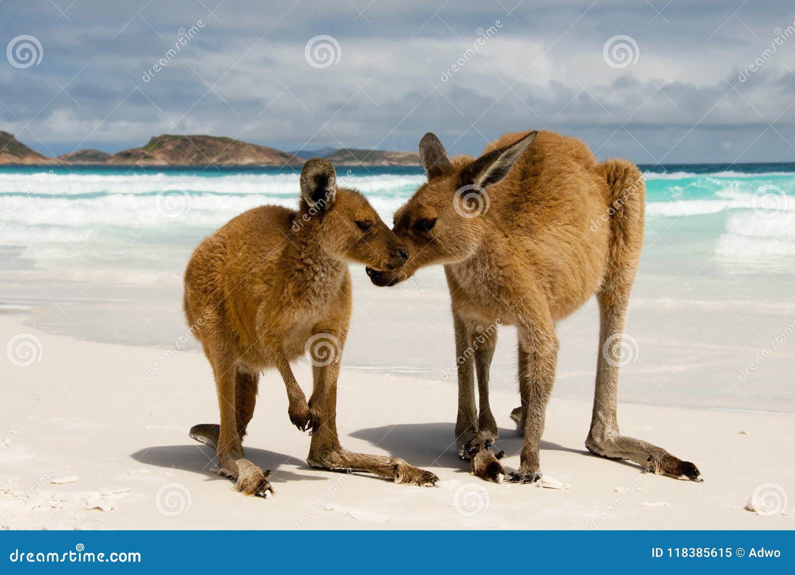 Kangaroos stock image. Image of marsupial, summer, tourism - 118385615