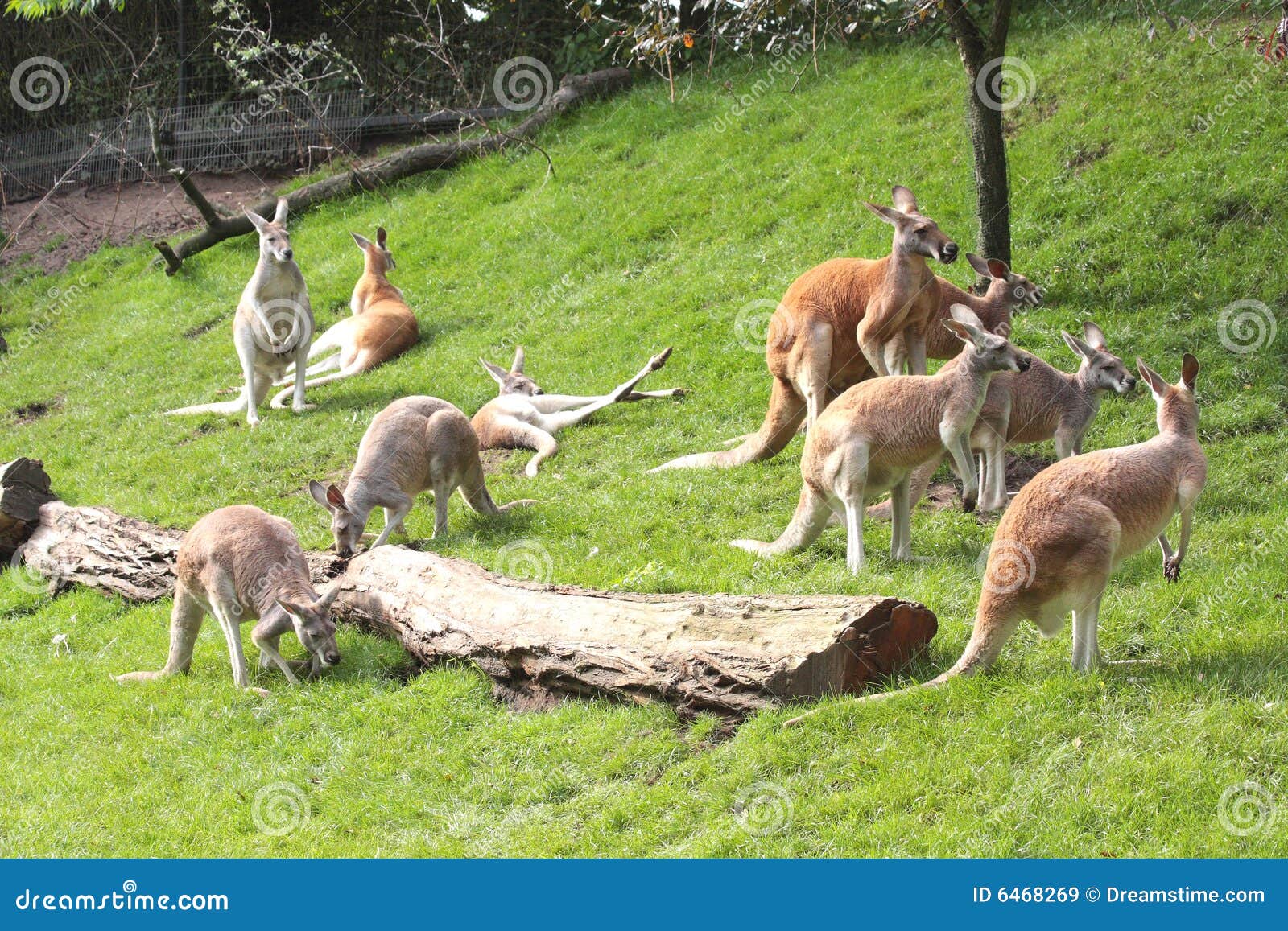 Kangaroos at the zoo stock image. Image of group, nature - 6468269