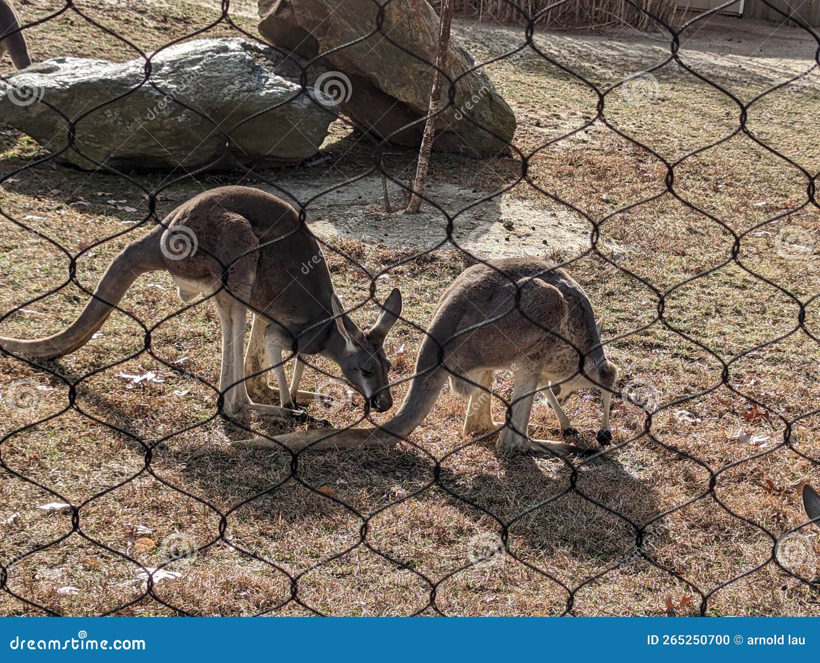 Kangaroos zoo fence stock photo. Image of jungle, mammal - 265250700