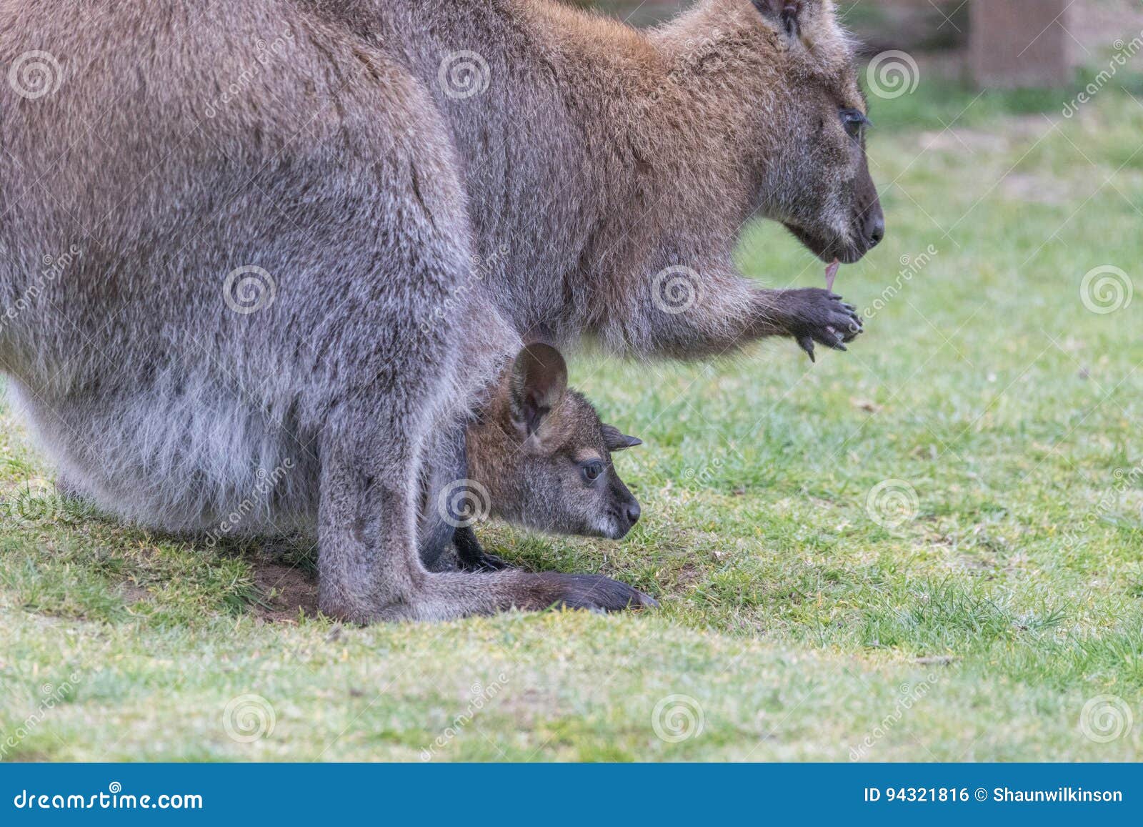 Kangeroo in pouch stock photo. Image of animals, female - 94321816