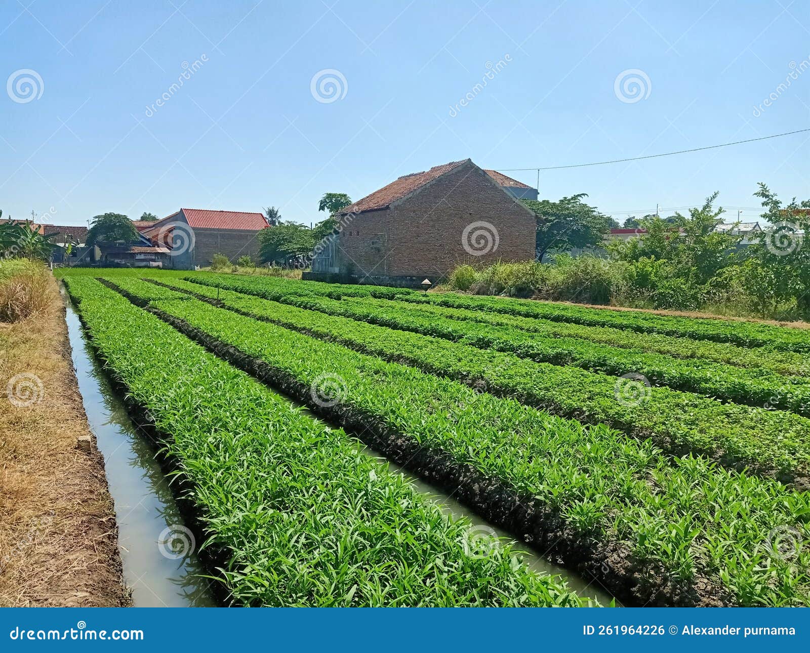 Kangkung Fields Plain Side House Stock Photo - Image of lawn, fields ...