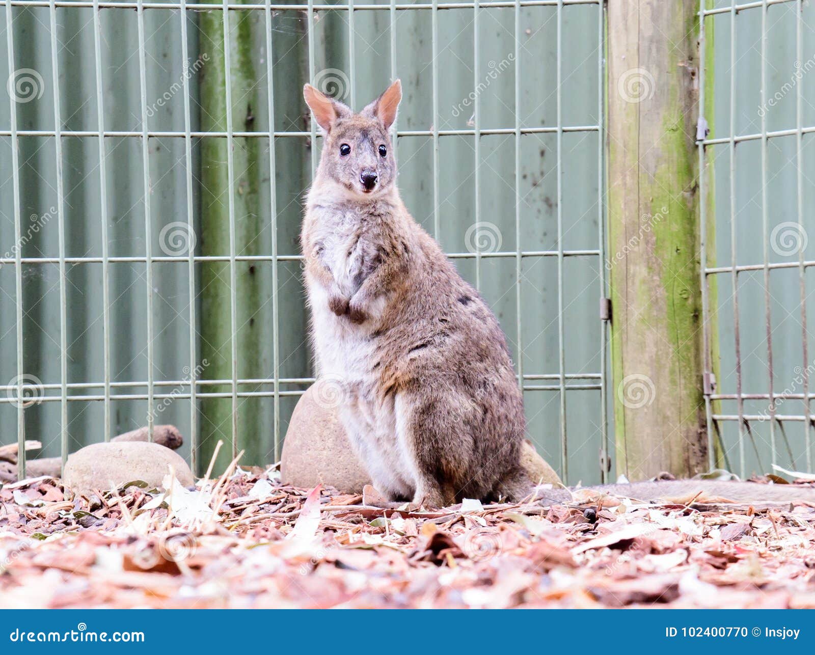 Kangoeroe stock foto. Image of kangoeroe, behang, dier - 102400770