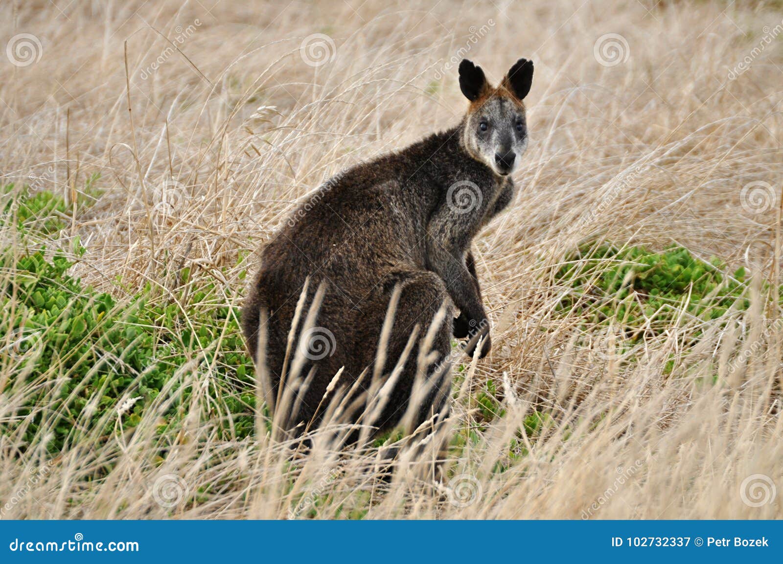 Kangoeroe stock afbeelding. Image of zoogdier, weide - 102732337