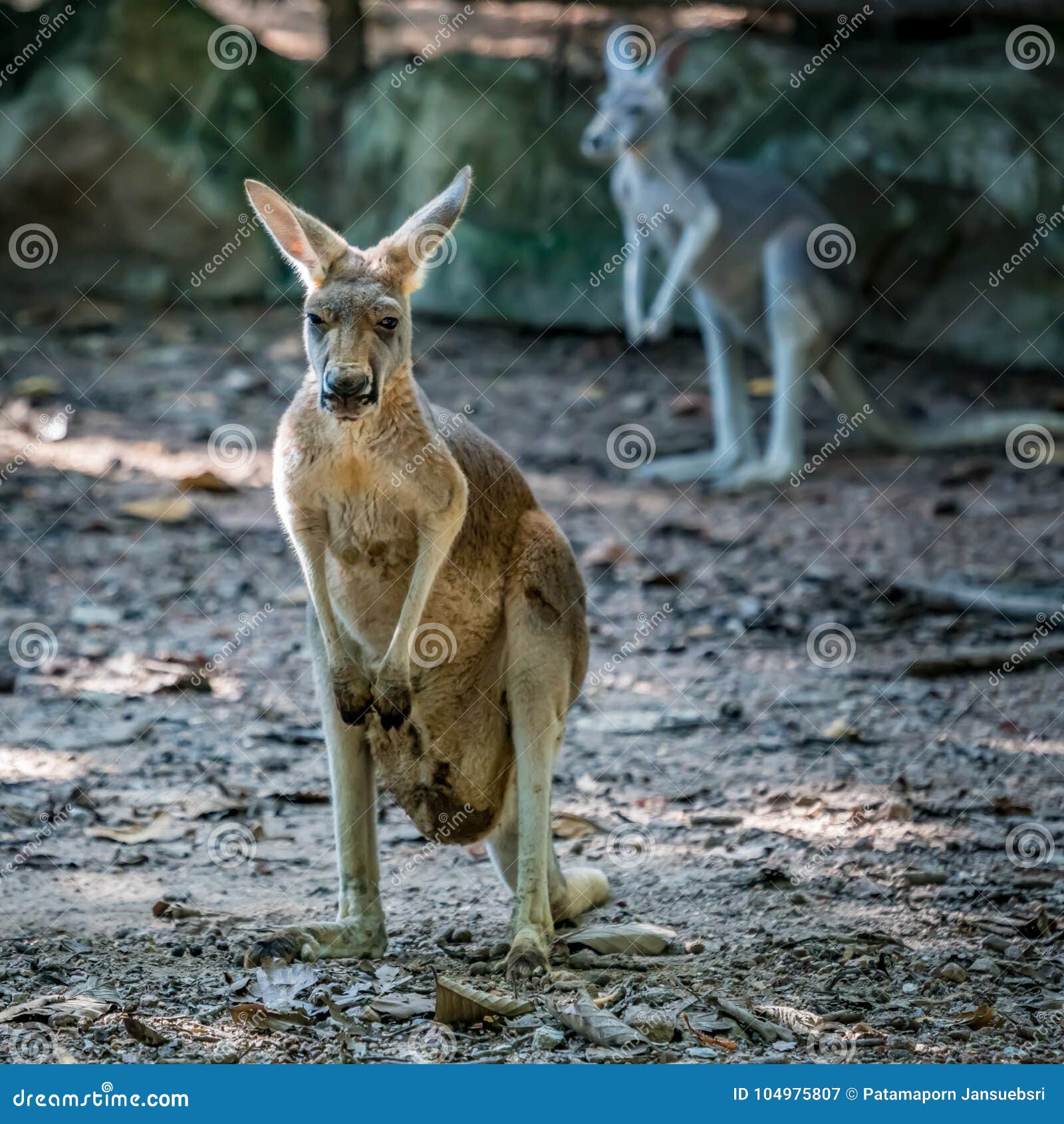 Kangoeroe stock afbeelding. Image of australië, dier - 104975807