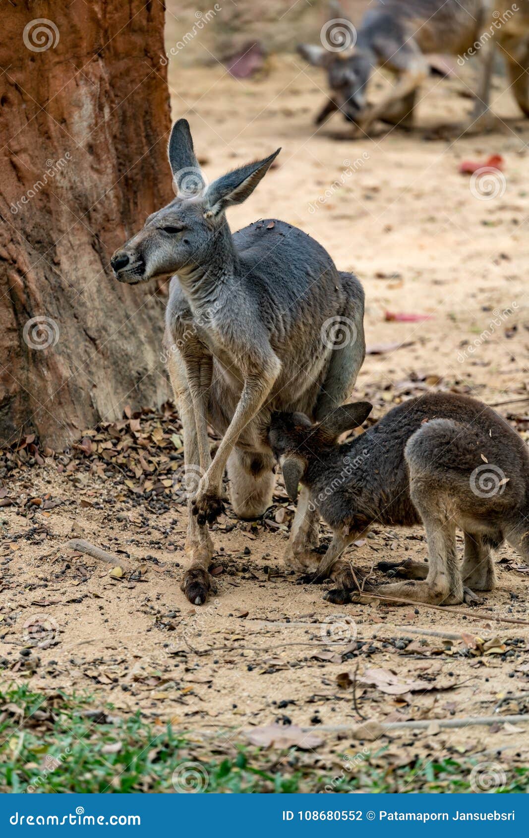 Kangoeroe stock foto. Image of moeder, leuk, australiër - 108680552