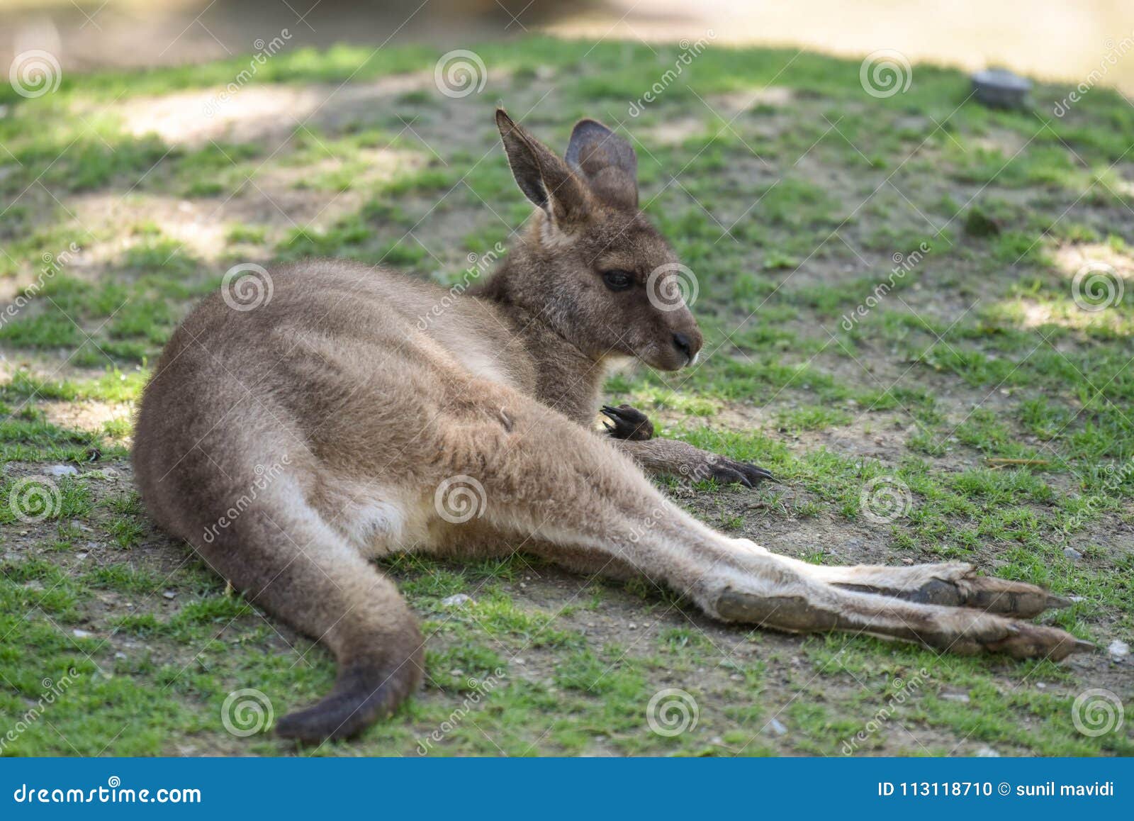 Kangoeroe stock foto. Image of kopenhagen, kangoeroe - 113118710