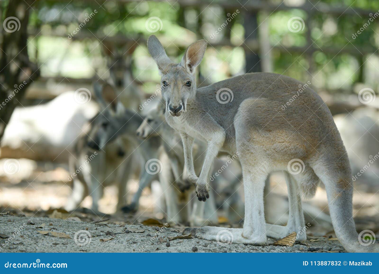 Kangoeroe stock foto. Image of baby, status, australiër - 113887832