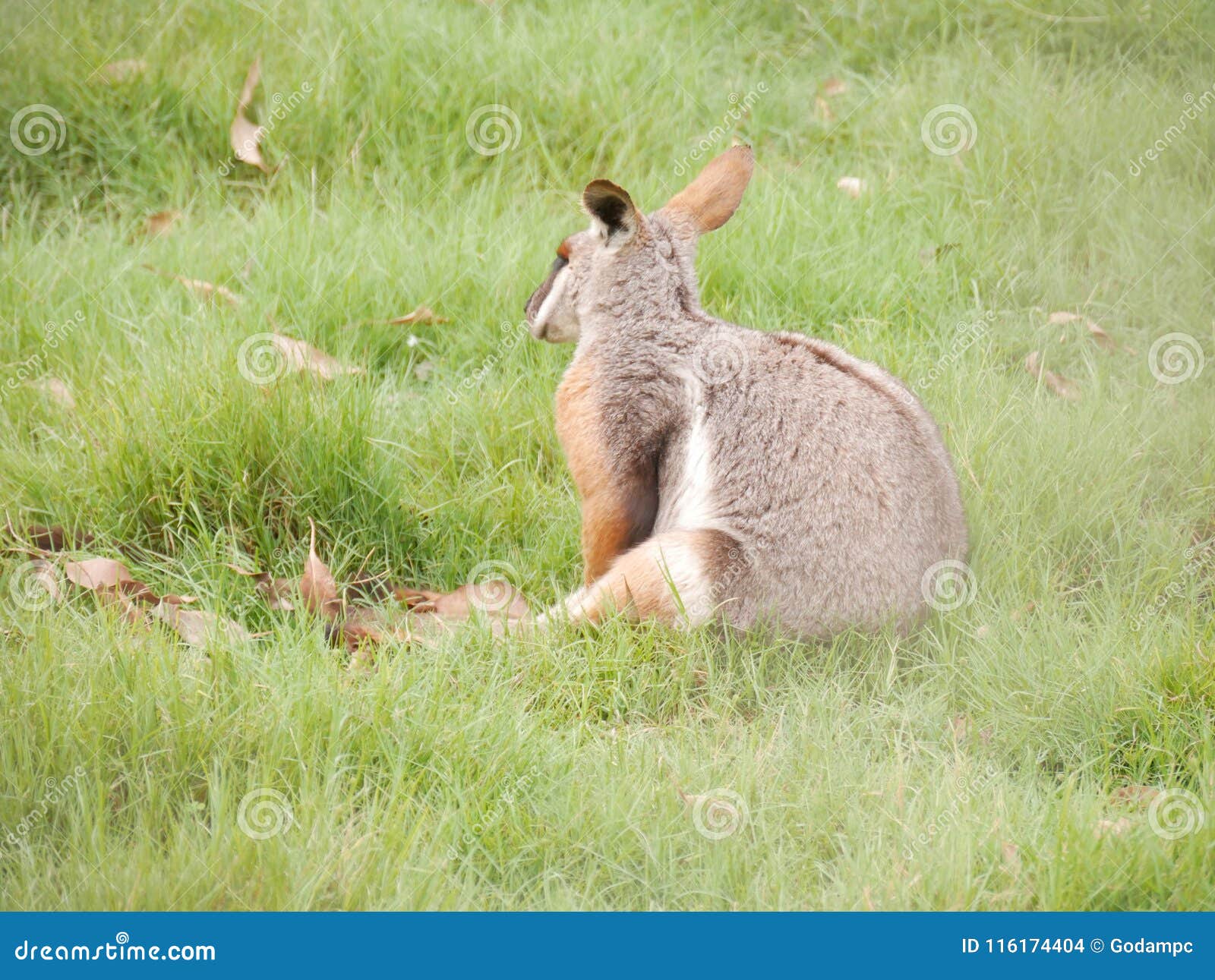 Kangoeroe stock foto. Image of gras, bruin, kangoeroe - 116174404