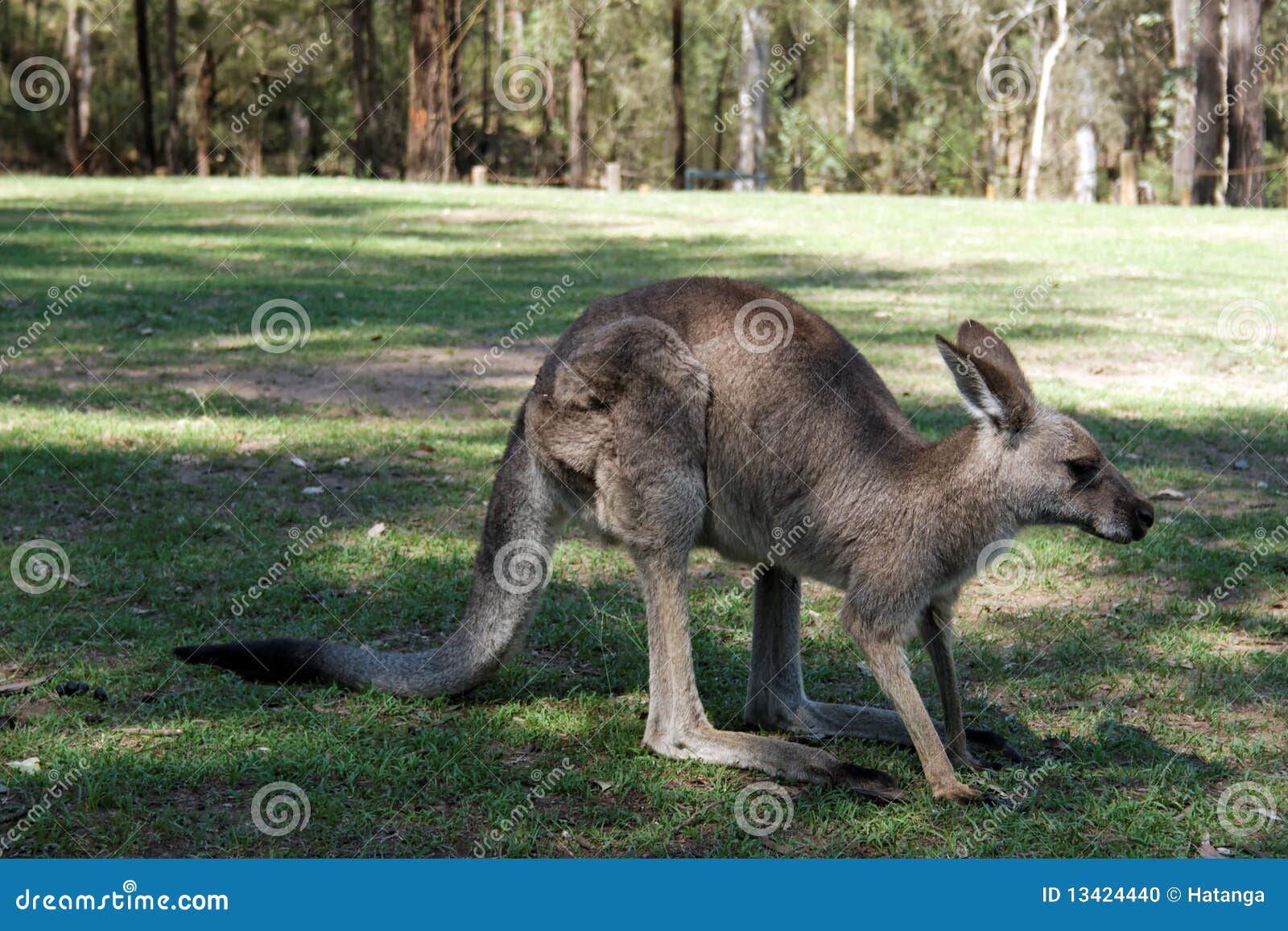 Kangoeroe stock foto. Image of binnenland, status, symbool - 13424440