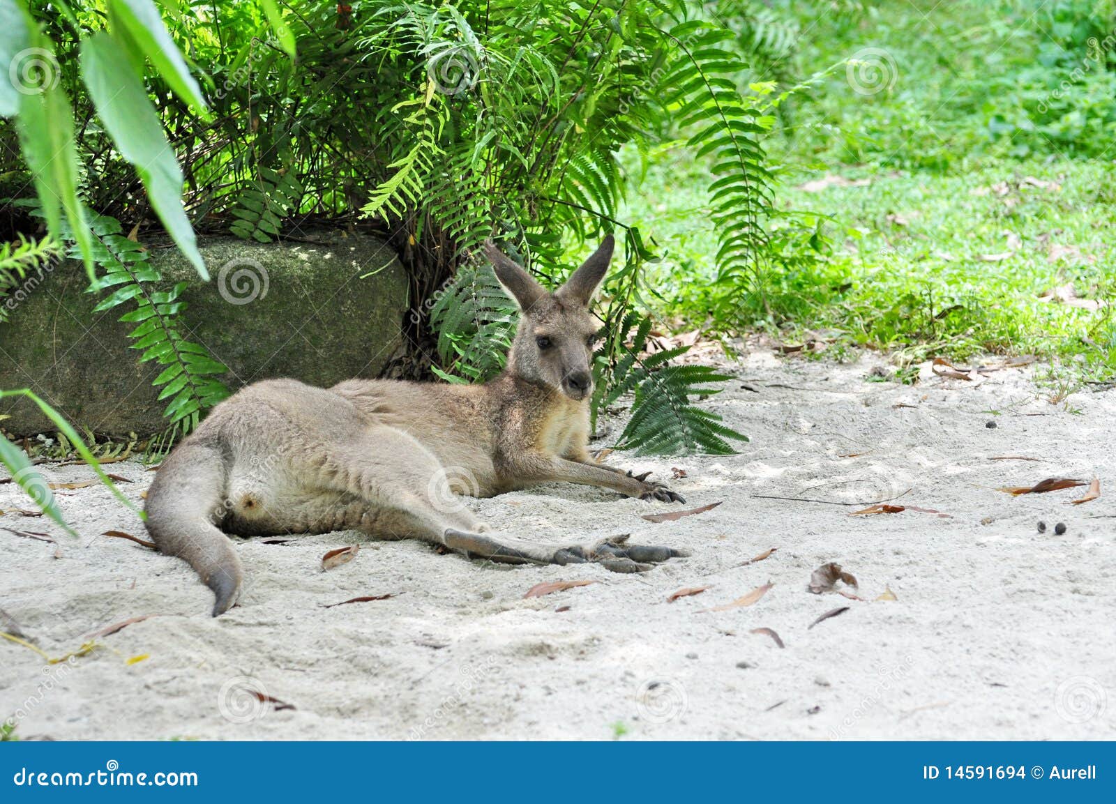 Kangoeroe stock foto. Image of groen, zoogdier, blikken - 14591694