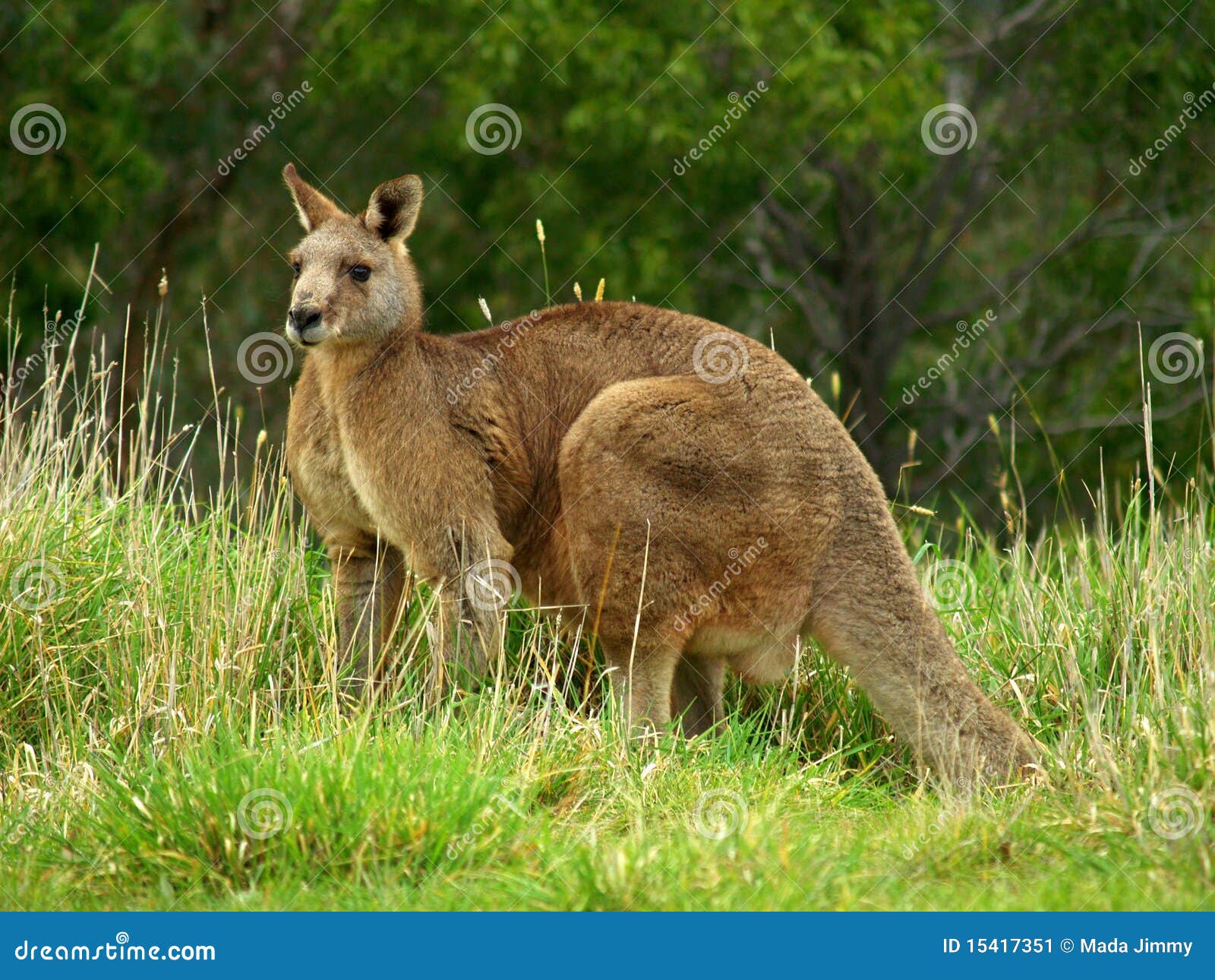 Kangoeroe stock afbeelding. Image of bruin, land, dier - 15417351