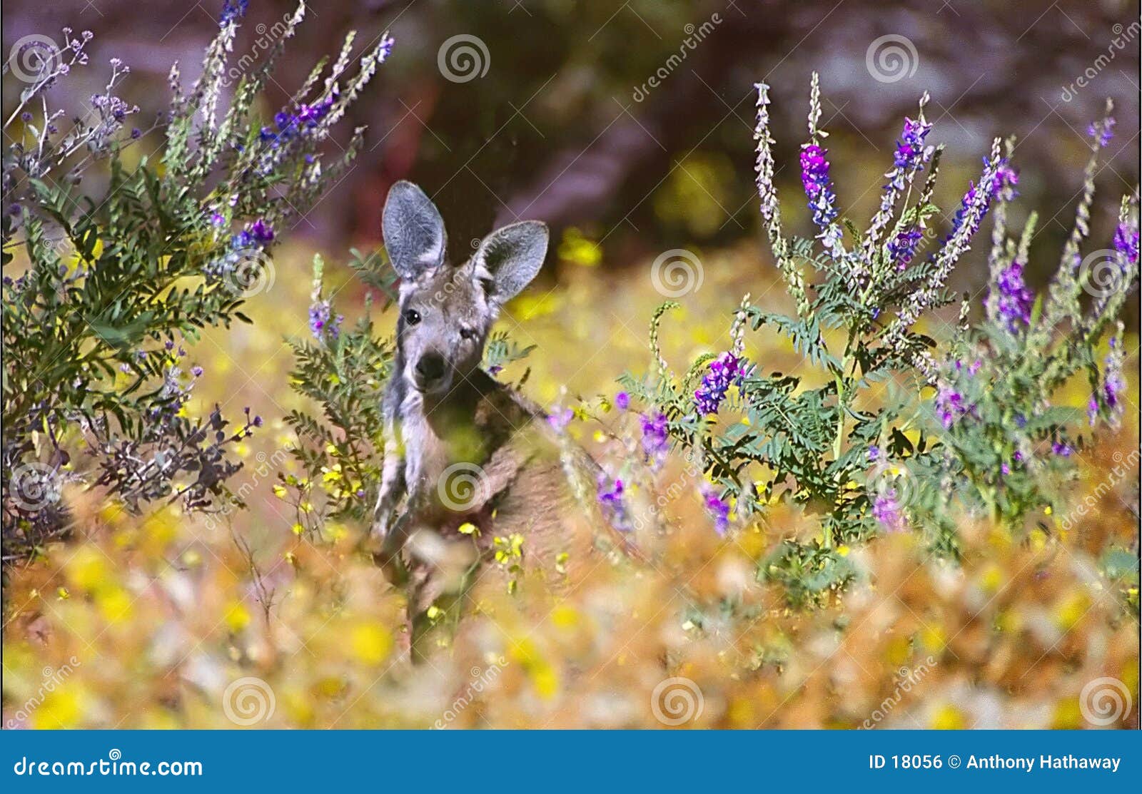 Kangoeroe stock foto. Image of australië, buidel, kangoeroe - 18056