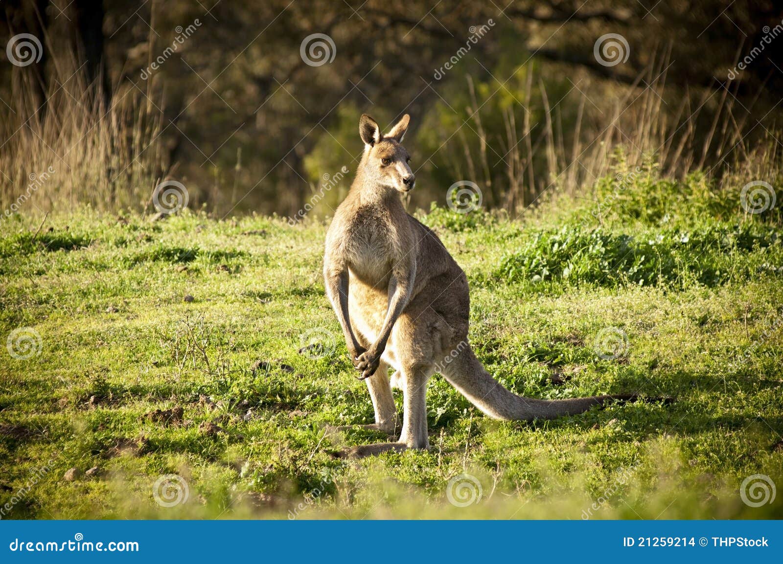 Kangoeroe stock foto. Image of kangoeroe, fauna, naturalness - 21259214