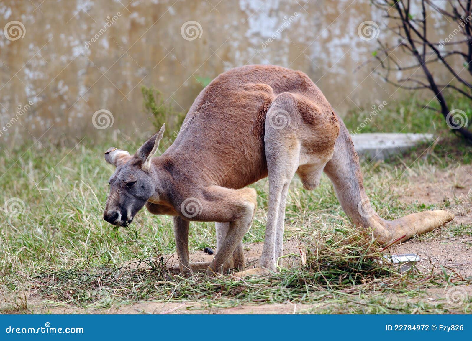Kangoeroe stock foto. Image of bushland, buidel, dier - 22784972