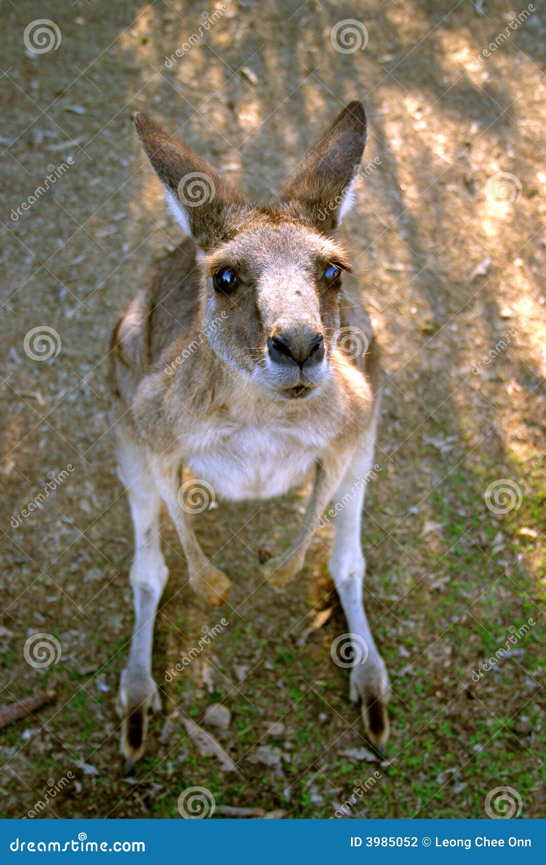 Kangoeroe stock foto. Image of hoofd, australië, joch - 3985052