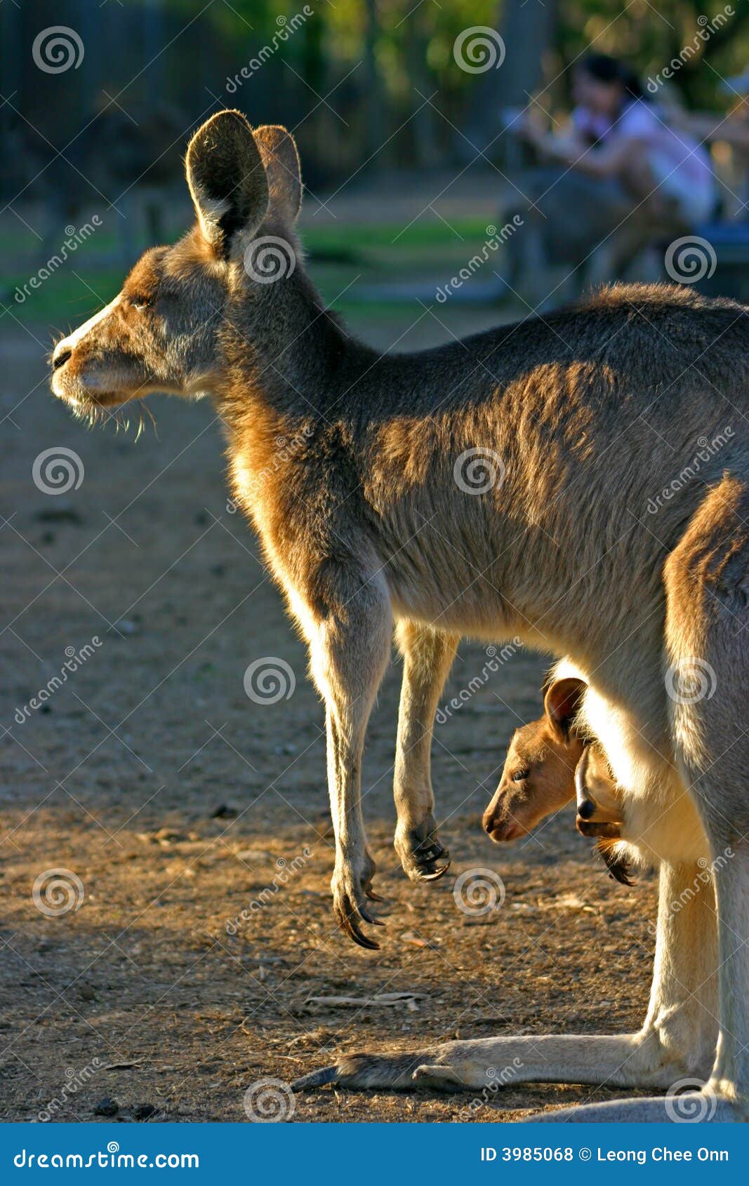 Kangoeroe stock foto. Image of staart, landschap, tafereel - 3985068