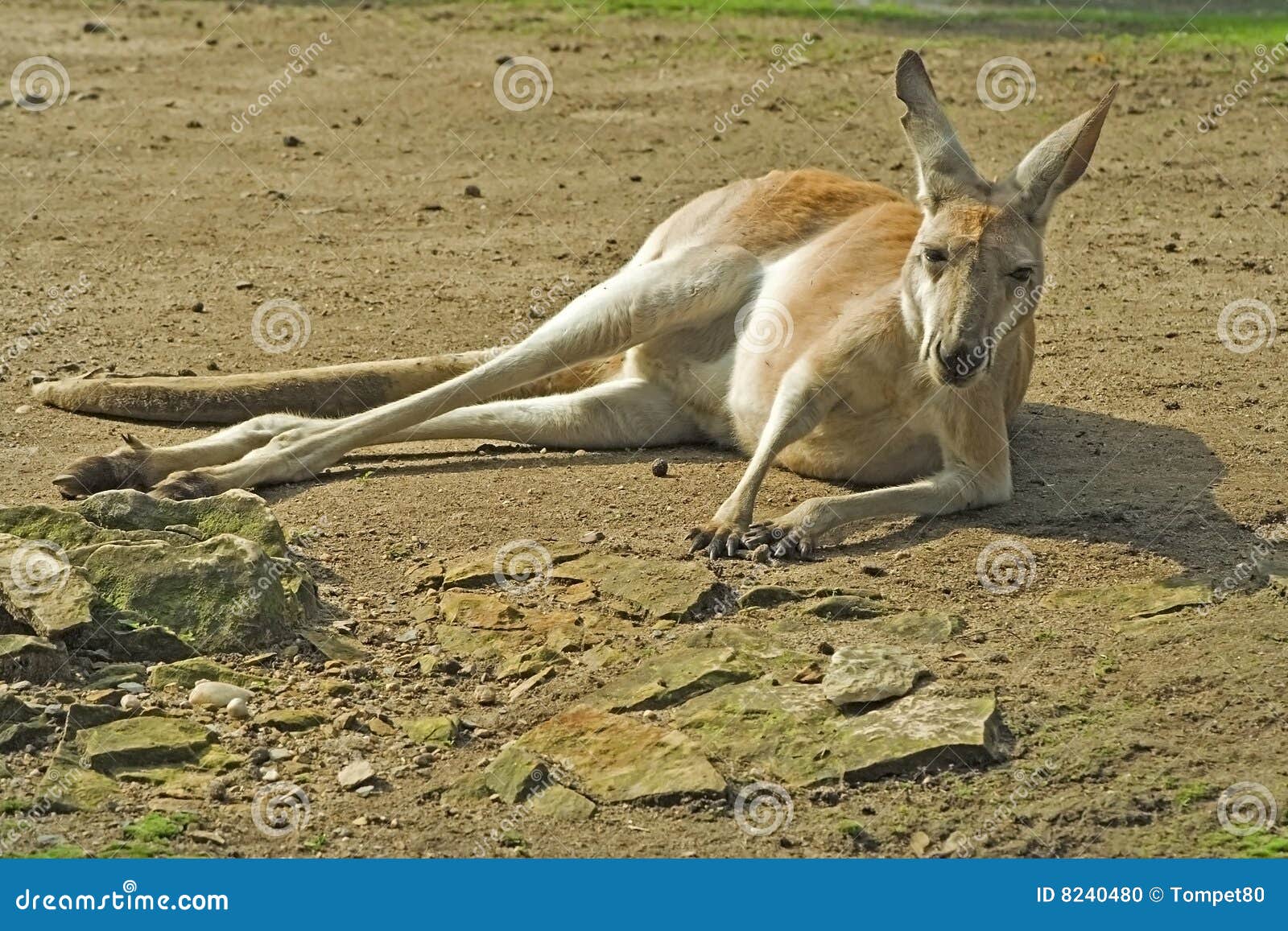 Kangoeroe stock foto. Image of neus, grondgebied, genaturaliseerd - 8240480