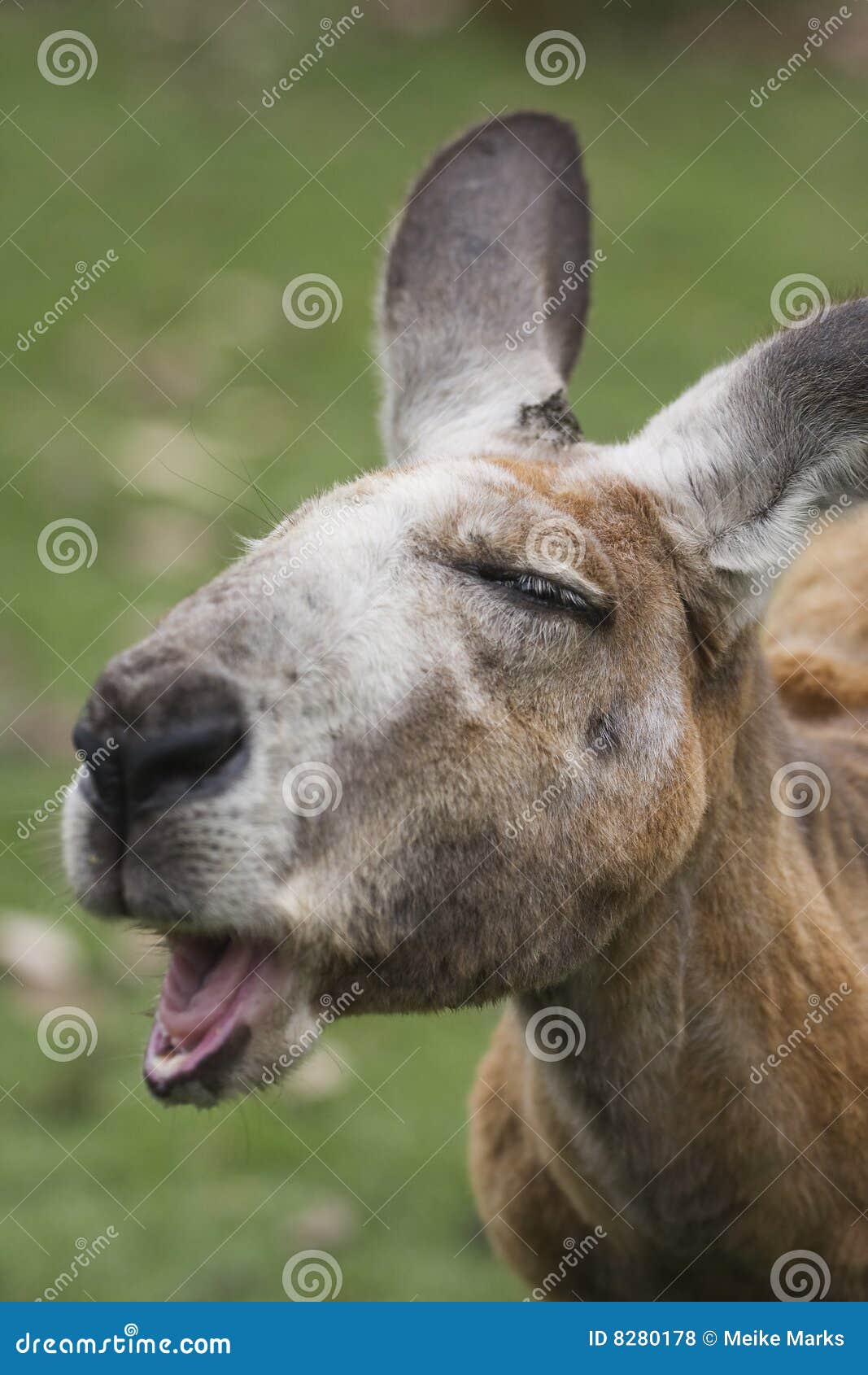 Kangoeroe stock foto. Image of wild, niemand, achtergrond - 8280178