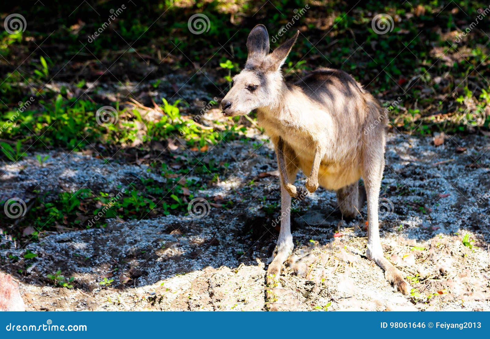 Kangoeroe redactionele foto. Image of zand, dier, park - 98061646