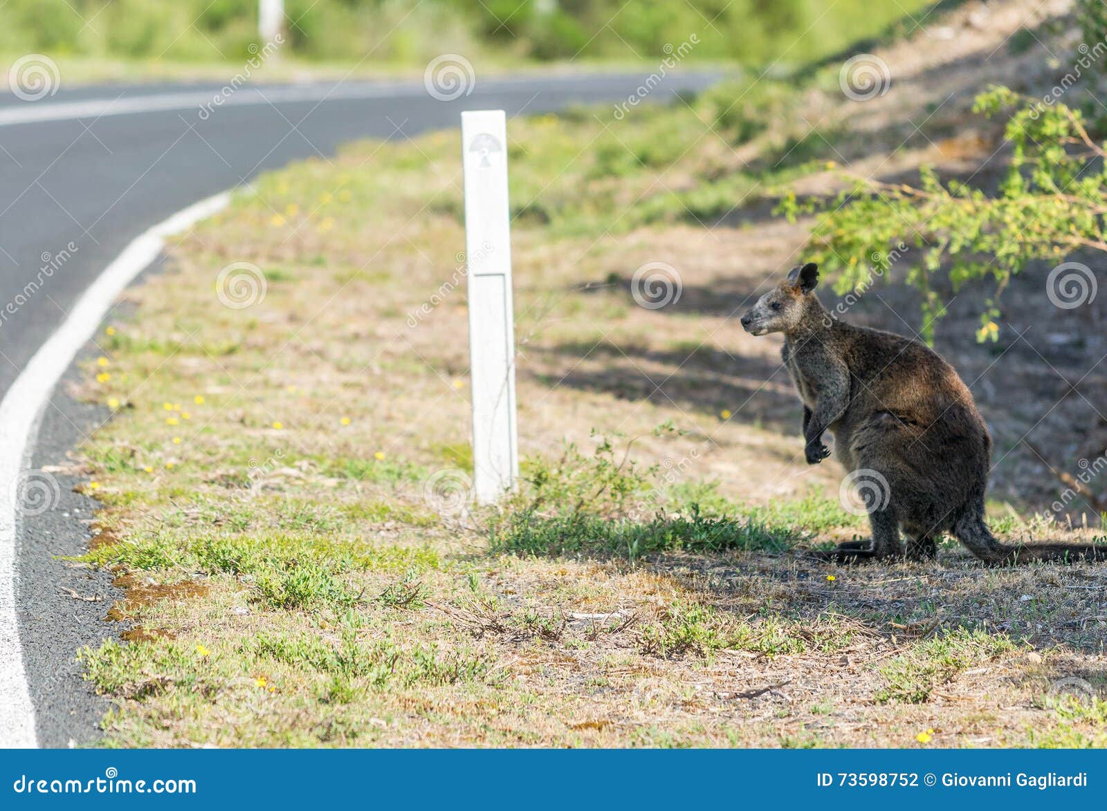 Kangoeroe Langs De Weg, Victoria-bos - Australië Stock Foto - Image of ...