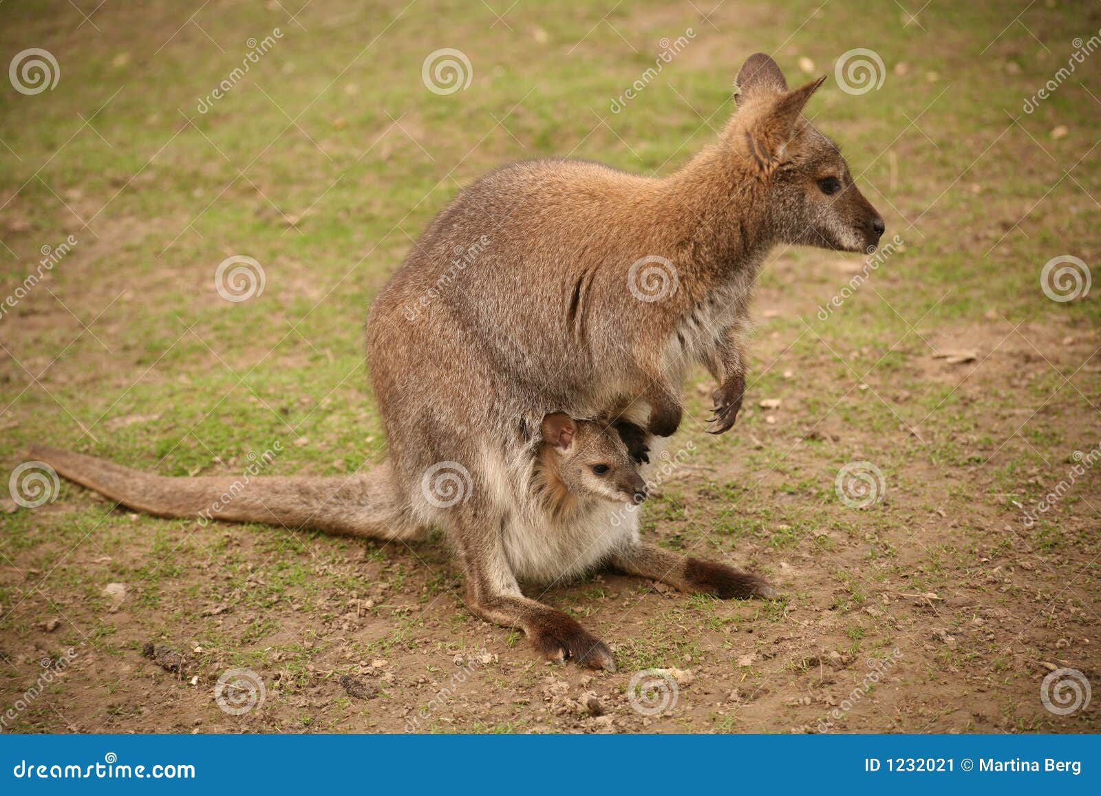 Baby Kangoeroe Parma Wallabie