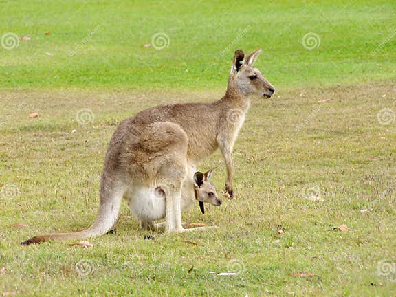 Kangoeroe met baby stock foto. Image of kangoeroe, aardig - 17783254