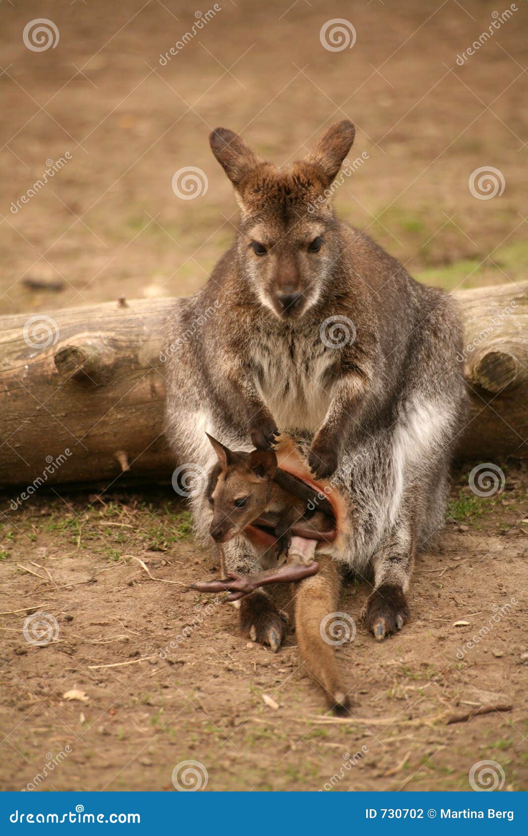 Kangoeroe met baby stock foto. Image of dier, twee, grappig - 730702