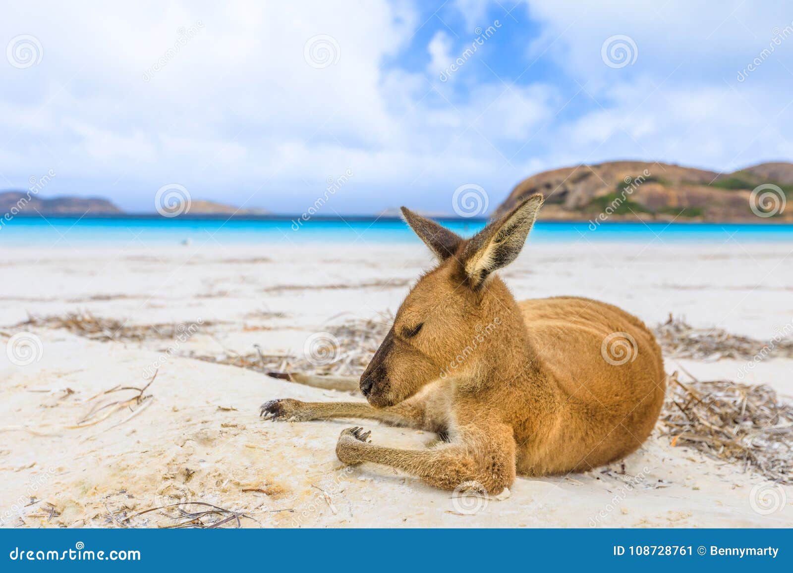 Kangoeroe op wit zand stock afbeelding. Image of groot - 108728761