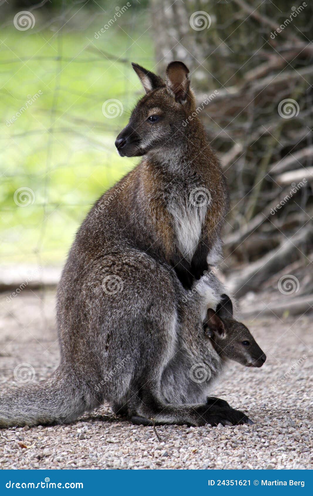 Kangoeroes stock afbeelding. Image of bennett, zoogdier - 24351621