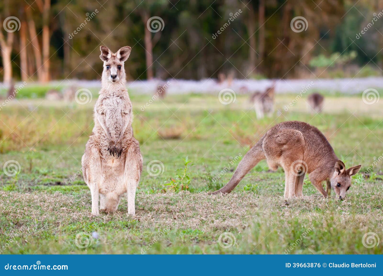 Kangoeroes stock foto. Image of grijs, australiër, queensland - 39663876